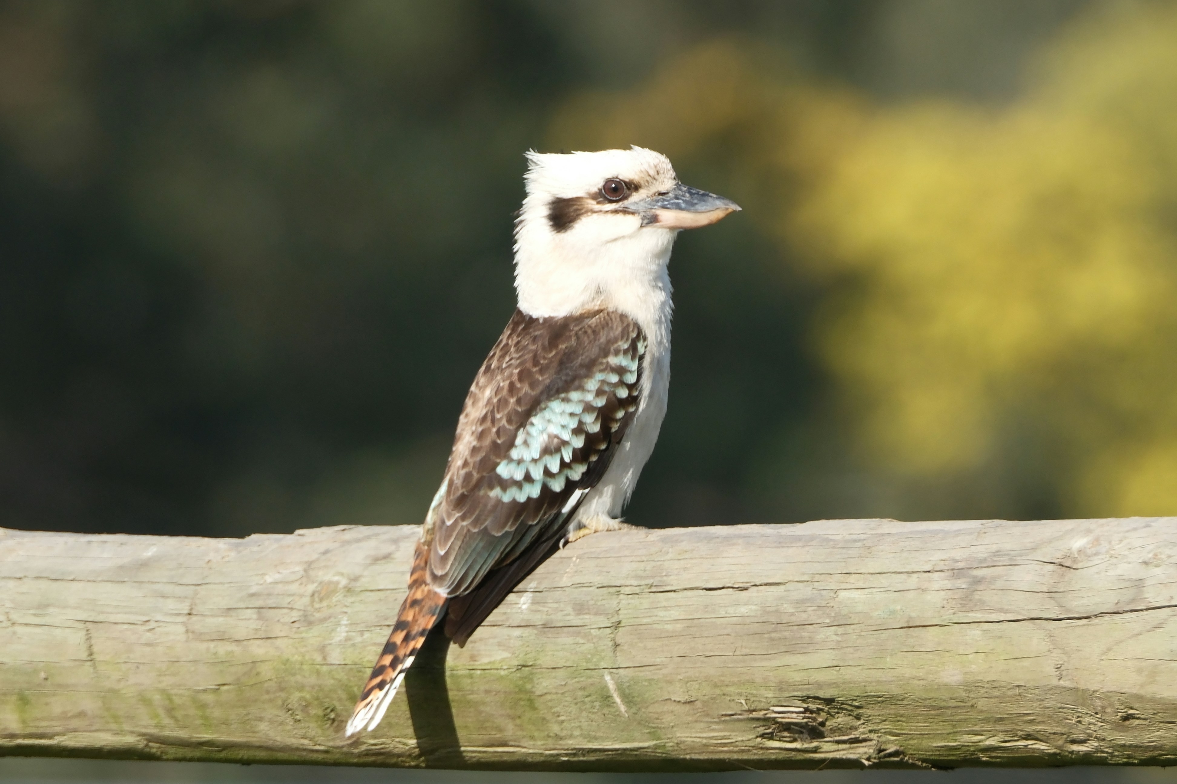 Laughing Kookaburra on a sunlit rail: profile gaze in a quiet morning