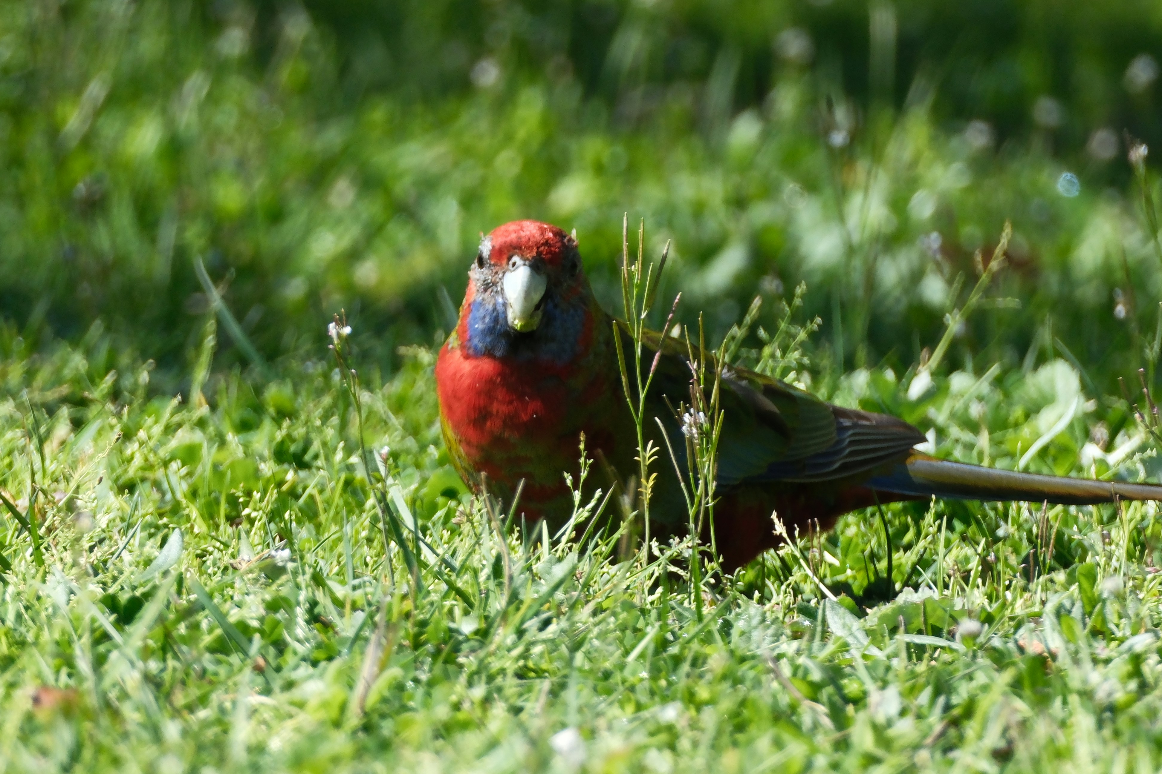 Vibrant Avian Encounter in Lush Greenery