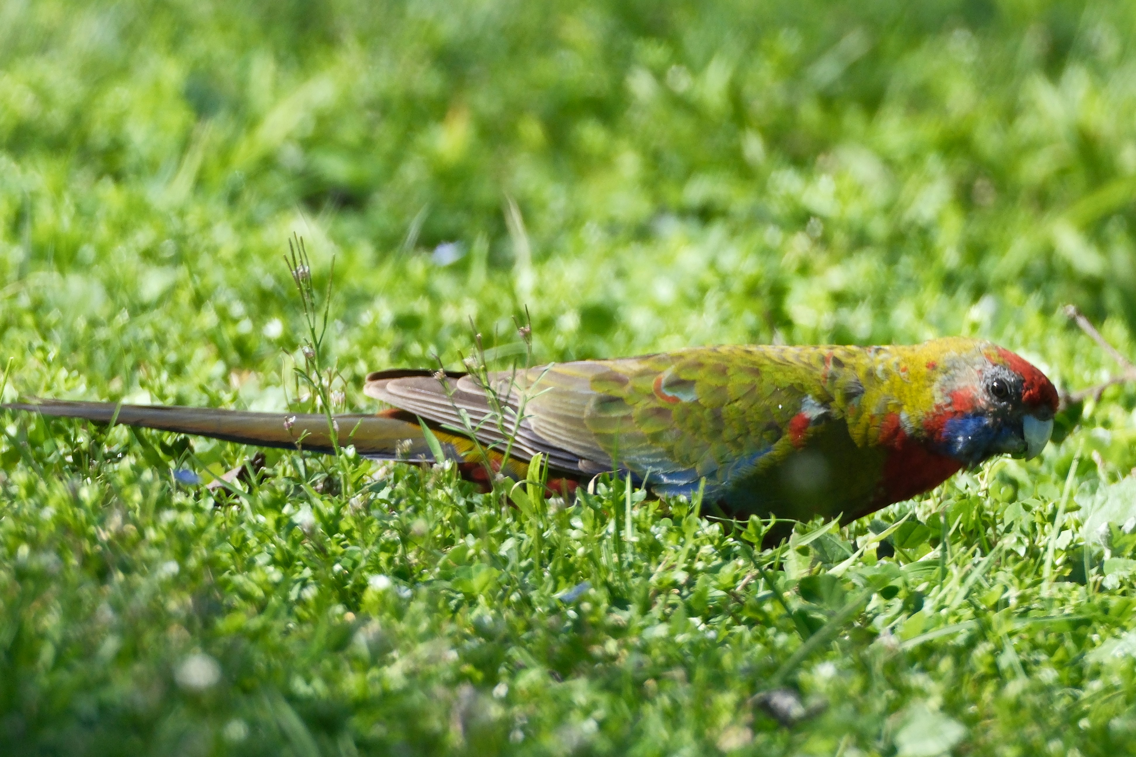 A Colorful Encounter with Nature's Jewel