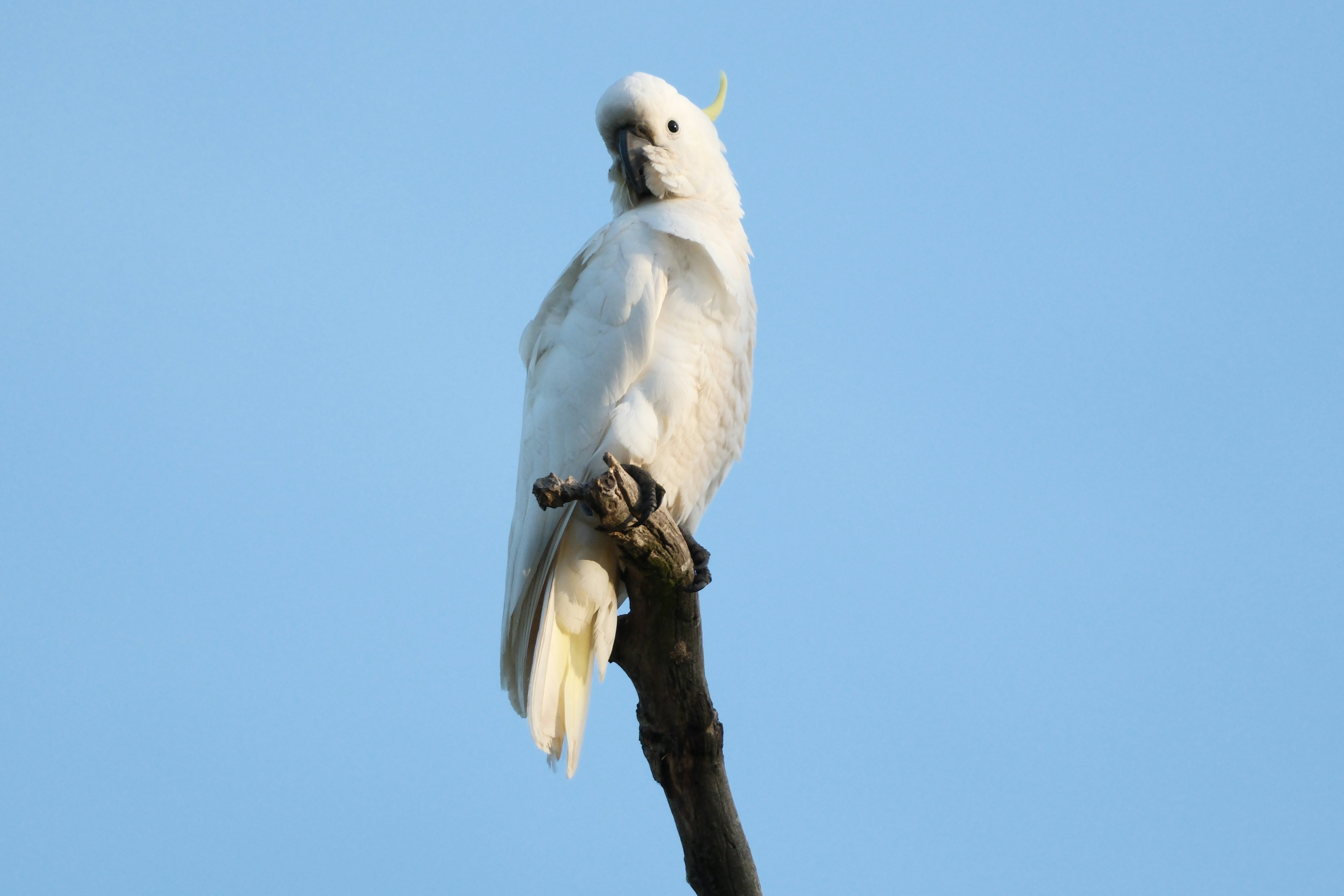 A white cockatoo perched on a branch, gazing curiously against a clear blue sky.