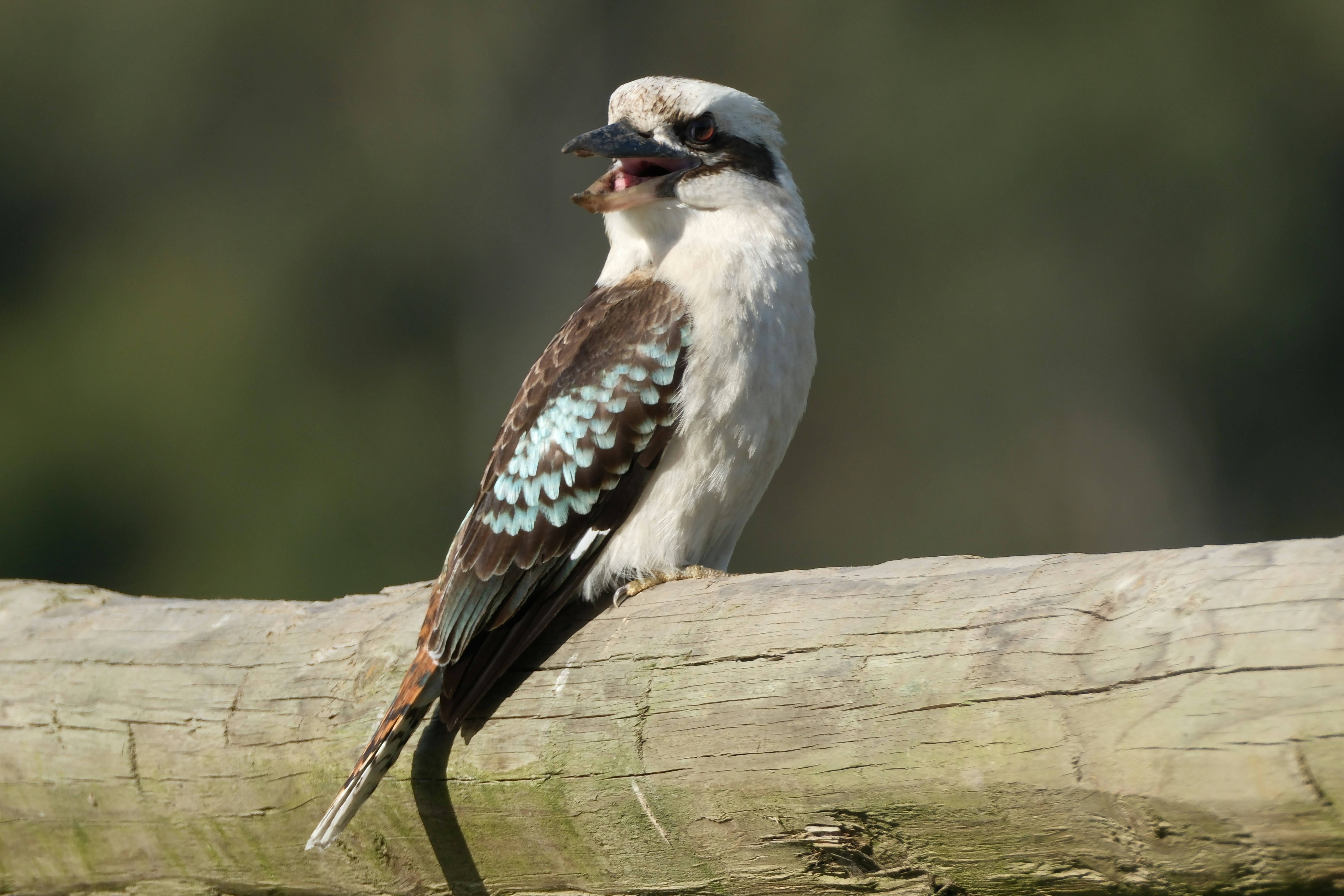 Azure-winged Koala? No—A Koel Koala of Perch: Not Useful. 