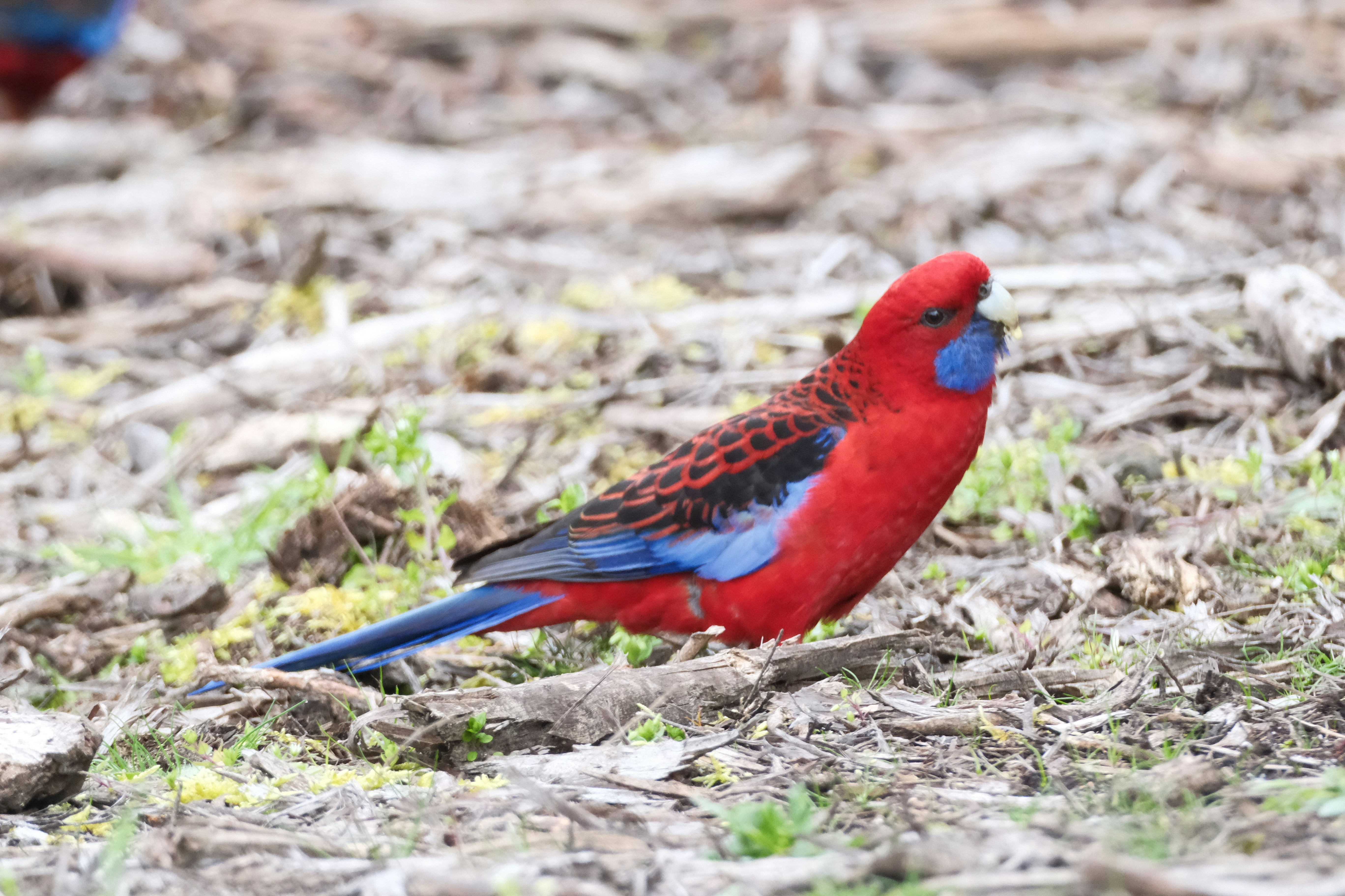 Crimson rosella perched amidst earthy foliage, showcasing its striking plumage and intricate patterns.