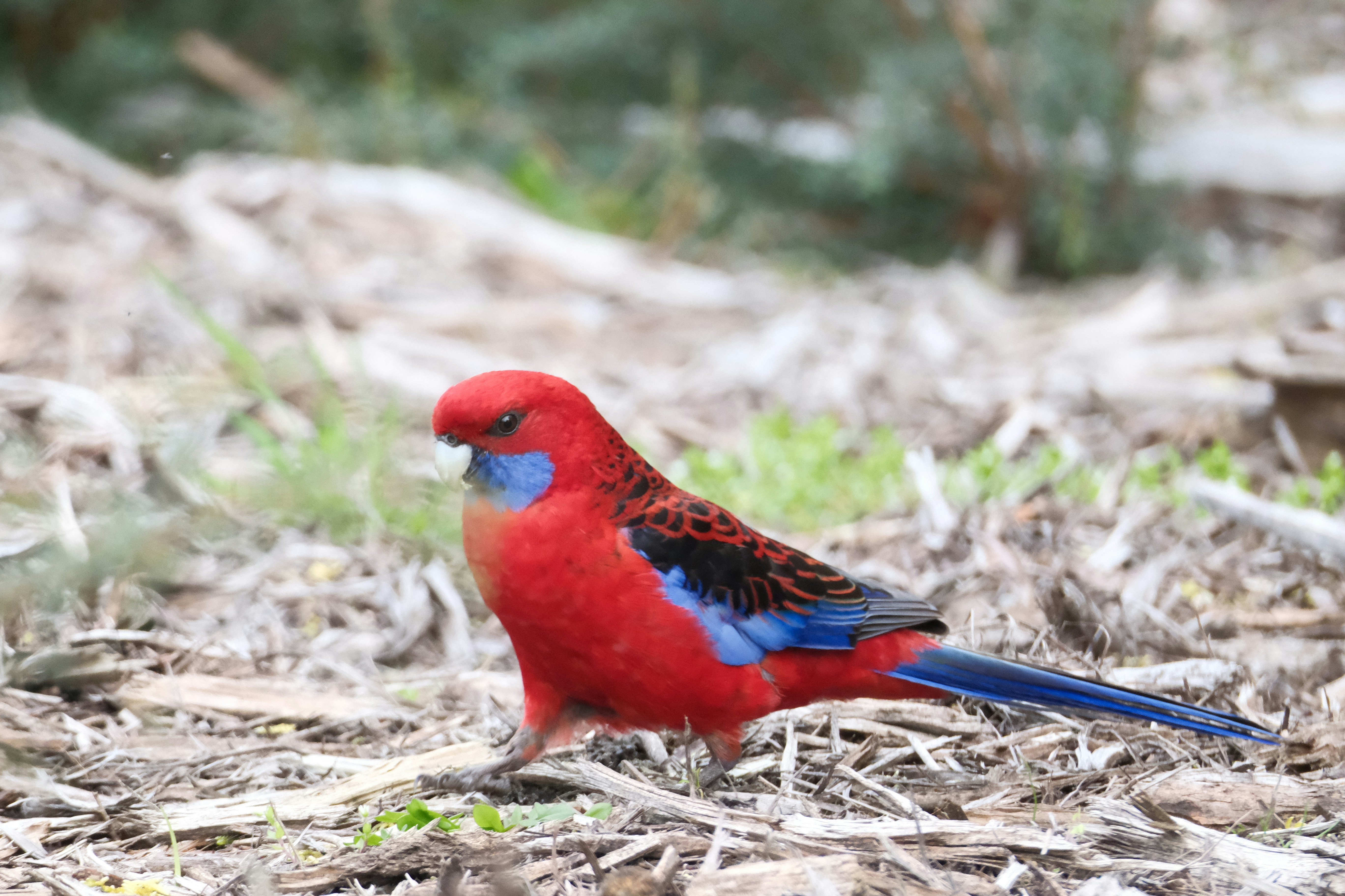 Crimson Rosella on Leaf-Litter: A Pop of Red and Blue in Natural Light