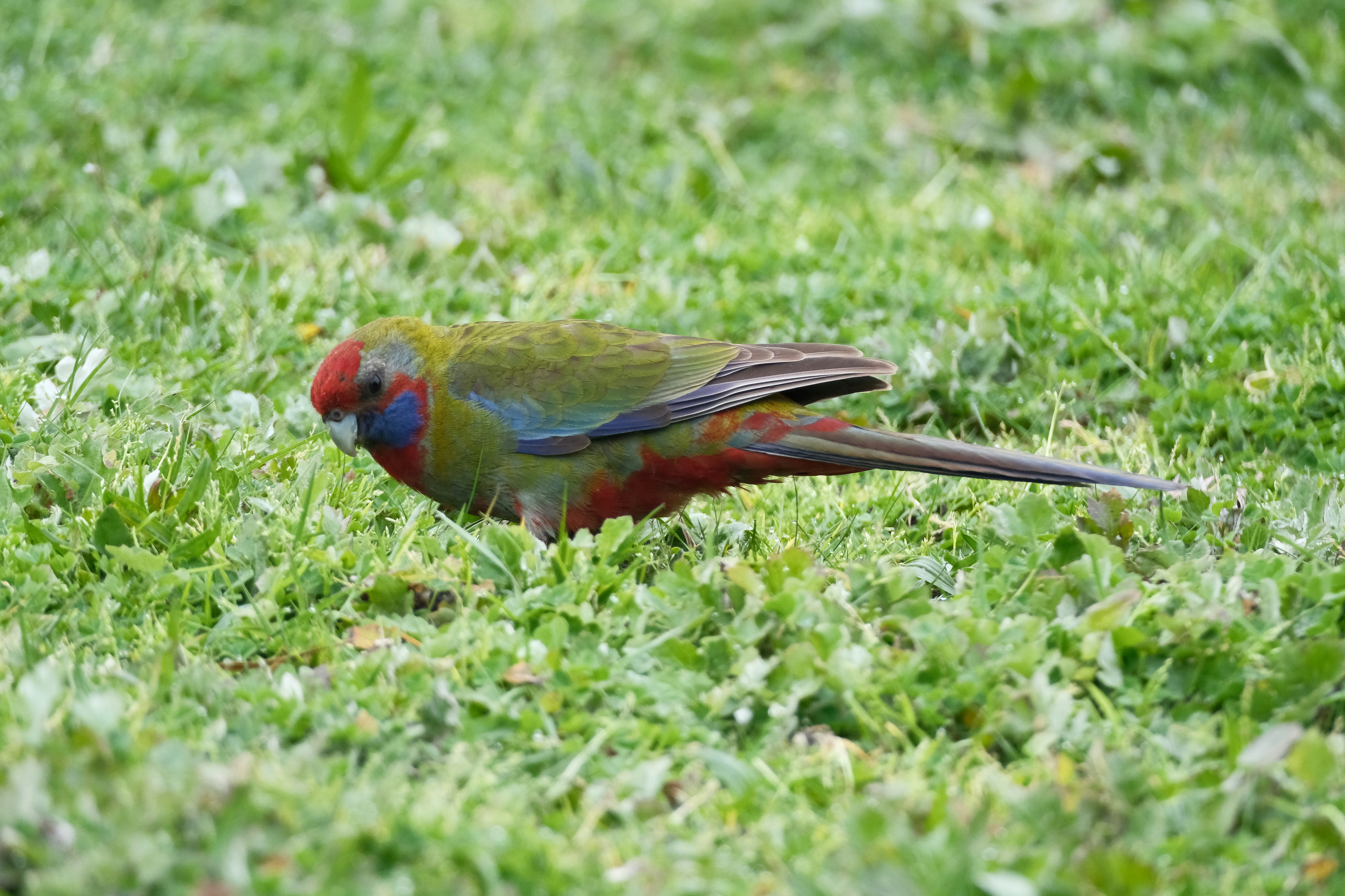 Emerald Parrot foraging on a sun-dappled lawn