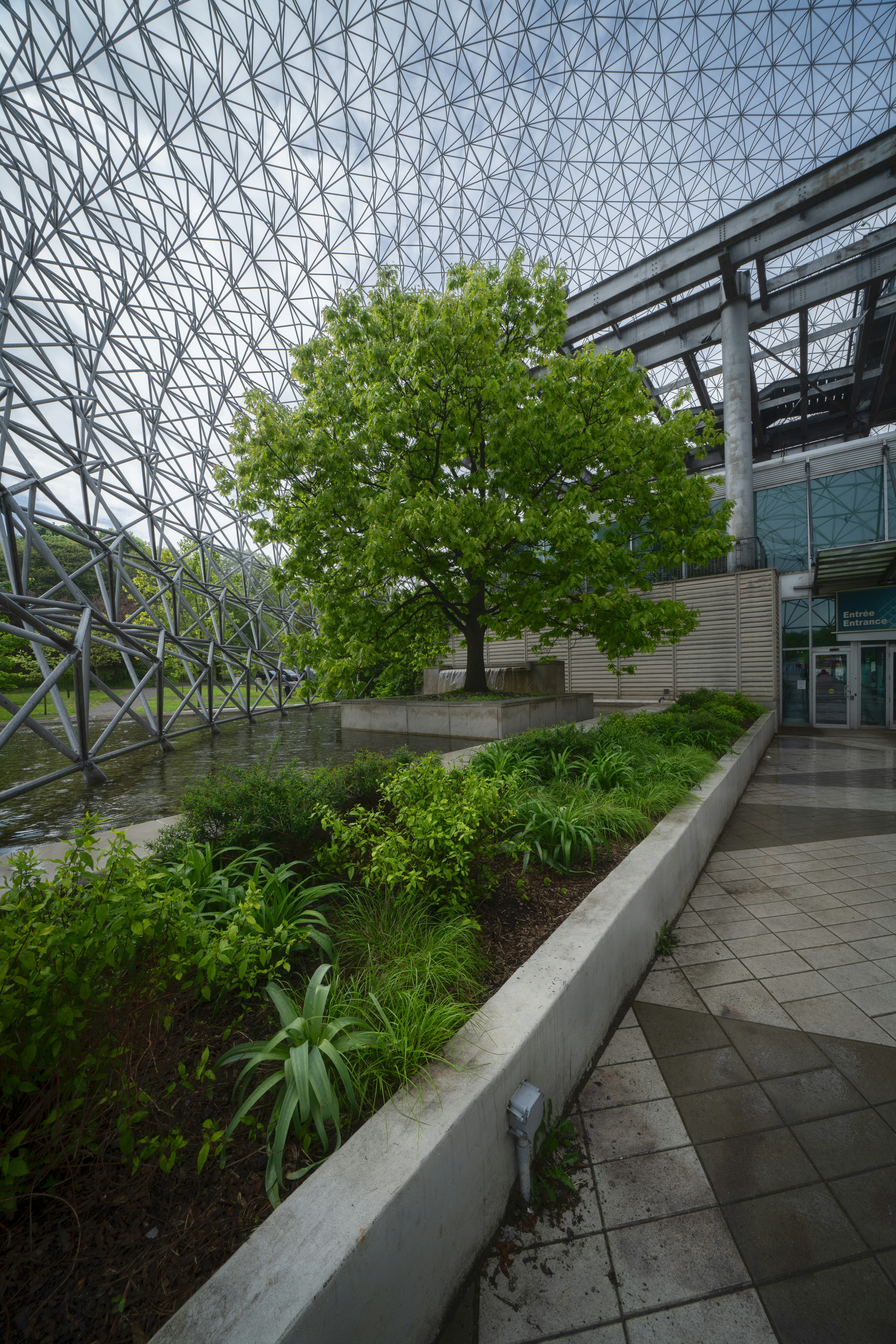 Read the story behind this photo: http://intricateexplorer.com/adventures/619 | Tree and plants inside geodesic dome structure