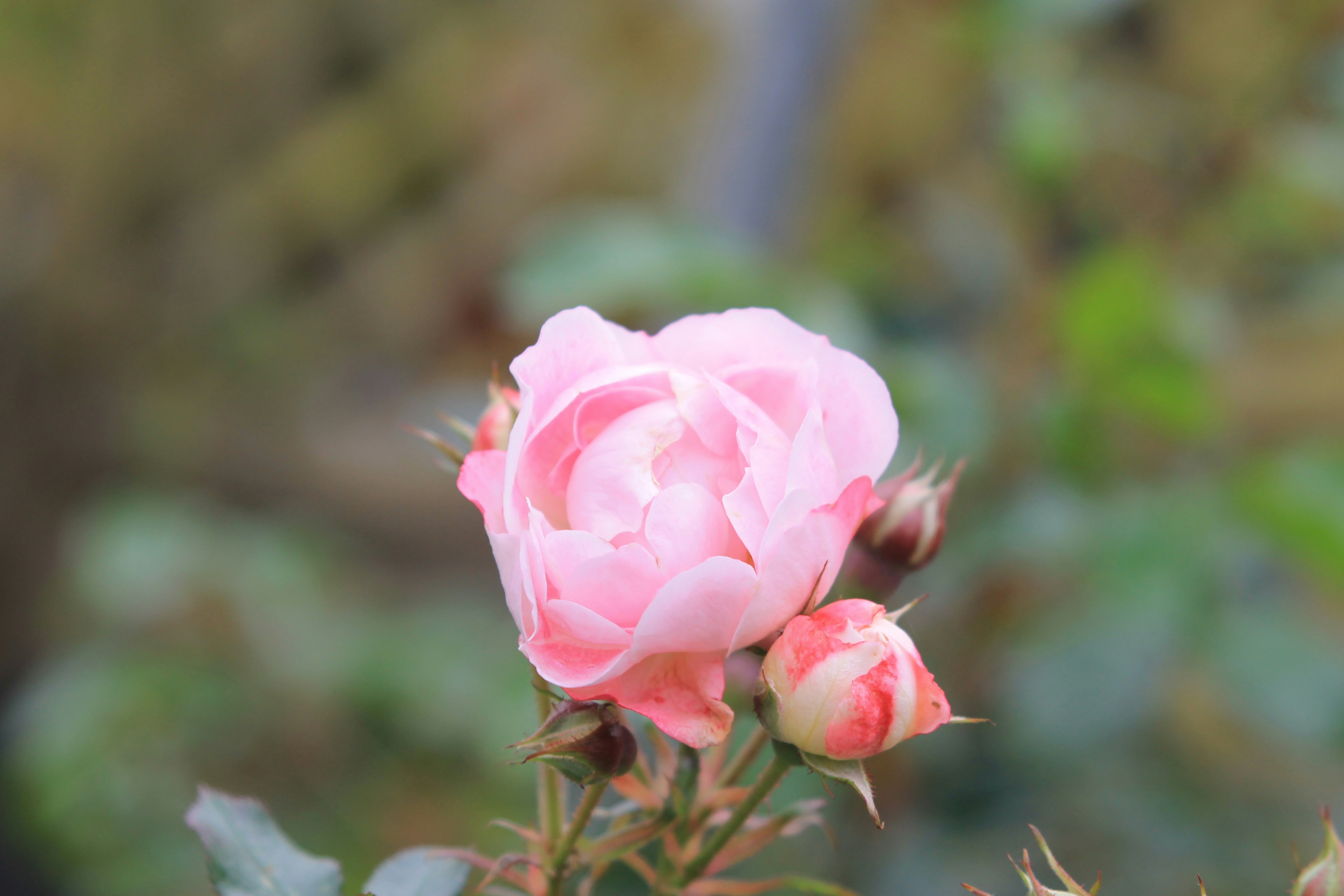 Delicate pink rose in full bloom, surrounded by budding companions. The soft petals showcase the beauty of nature's artistry.