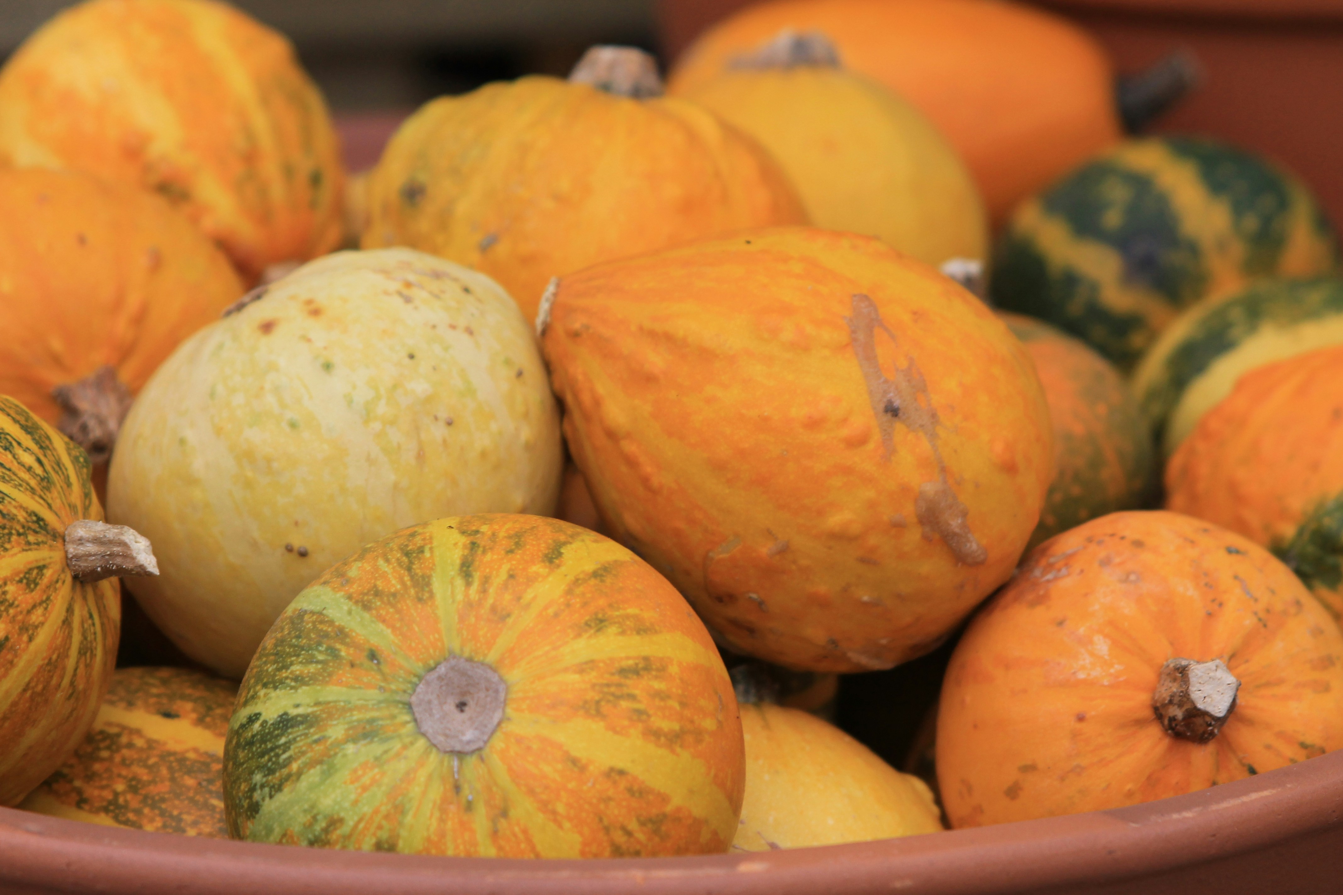A pile of colorful ornamental gourds and pumpkins.