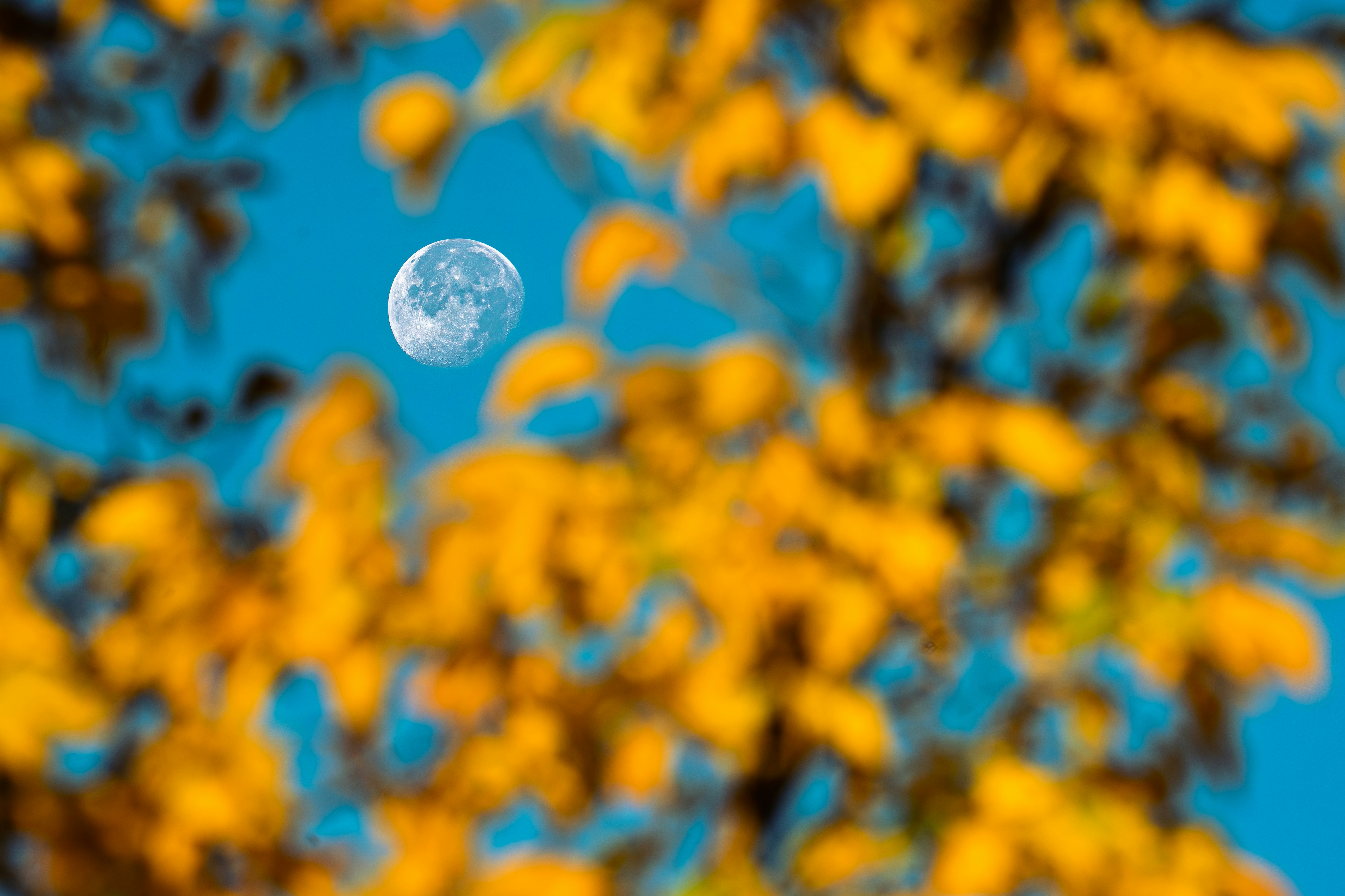 Moon Framed by Autumn Gold Bokeh in a Teal Sky