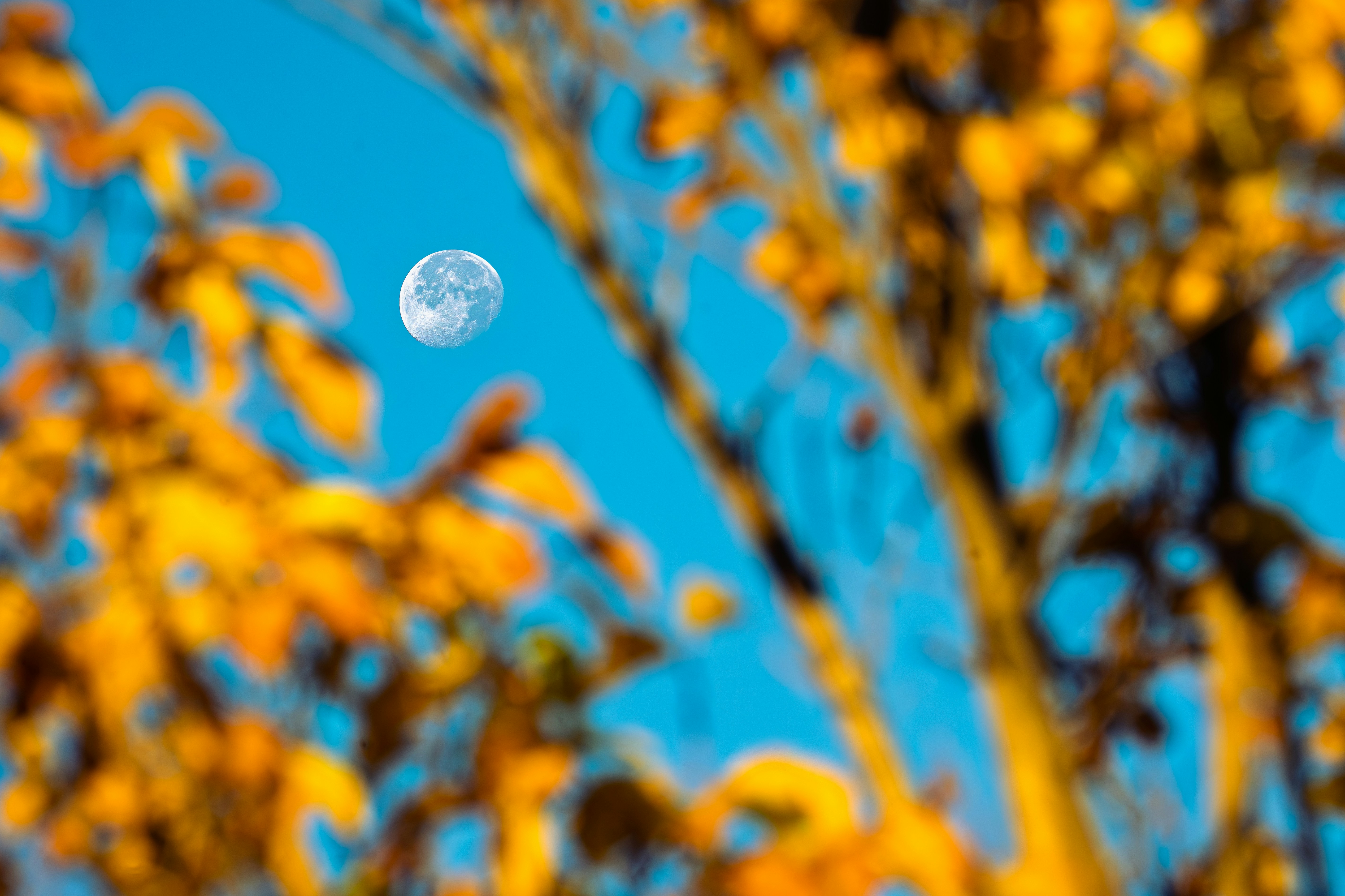 Autumn's Celestial Companion