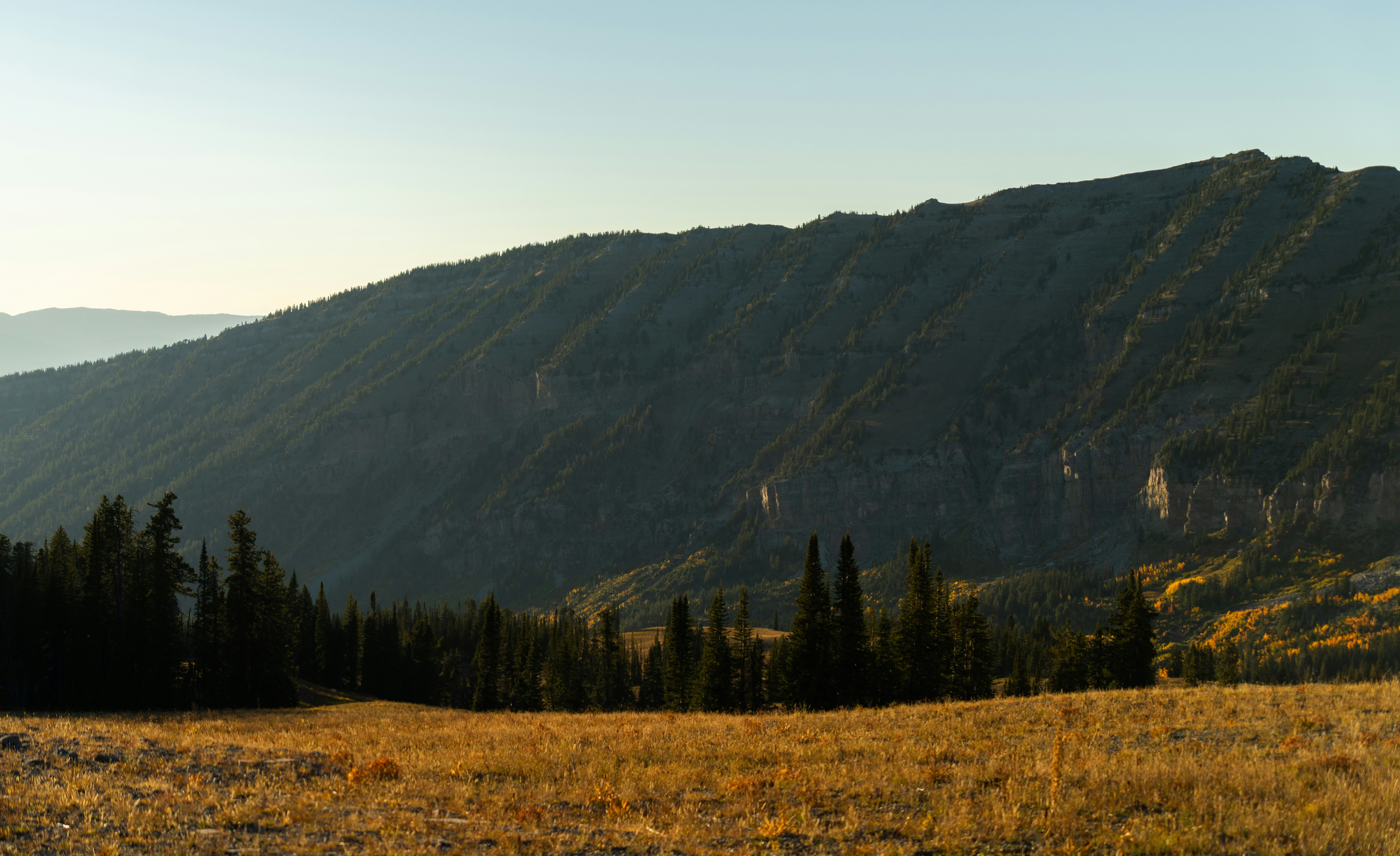 Golden field with dark forest and mountain backdrop