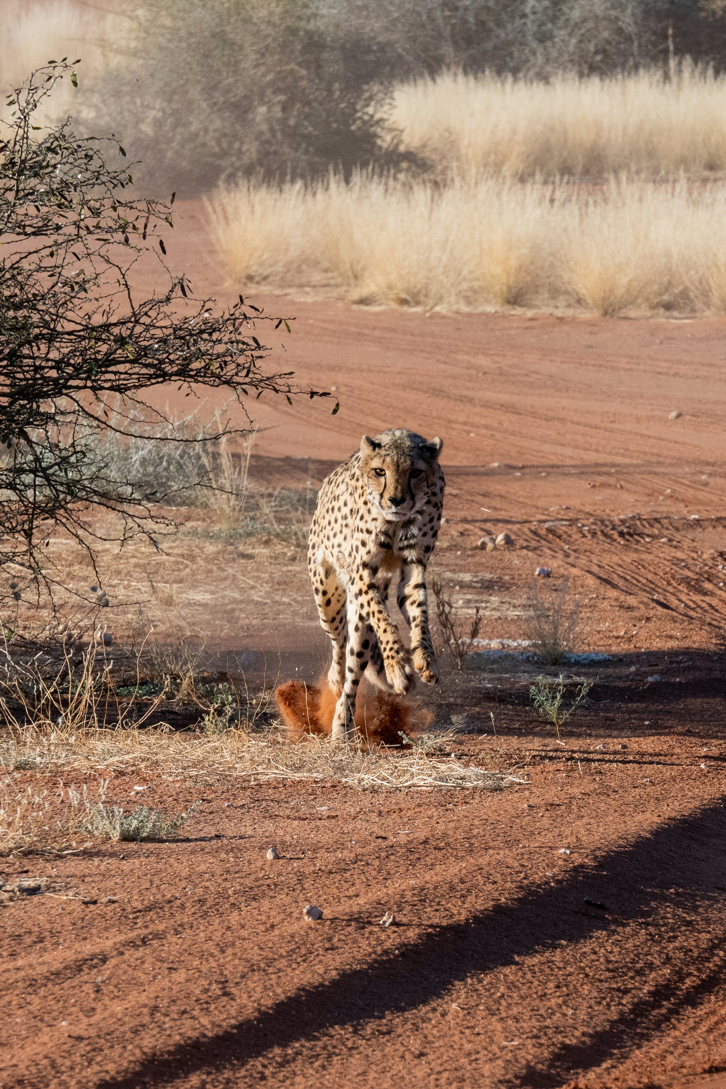 Chase in the Dust: A Cheetah's Moment of Triumph