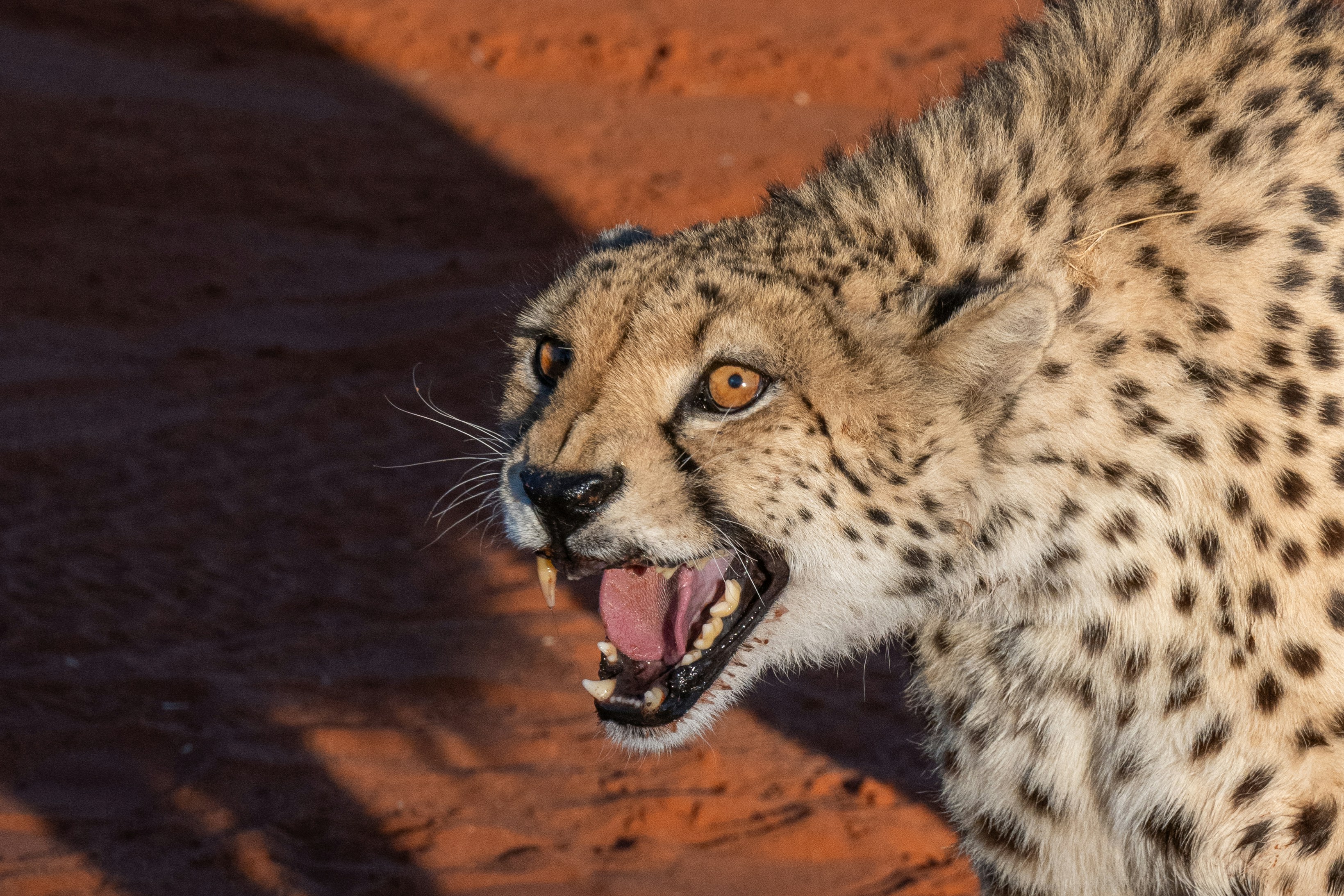 Close-up of a cheetah with mouth open