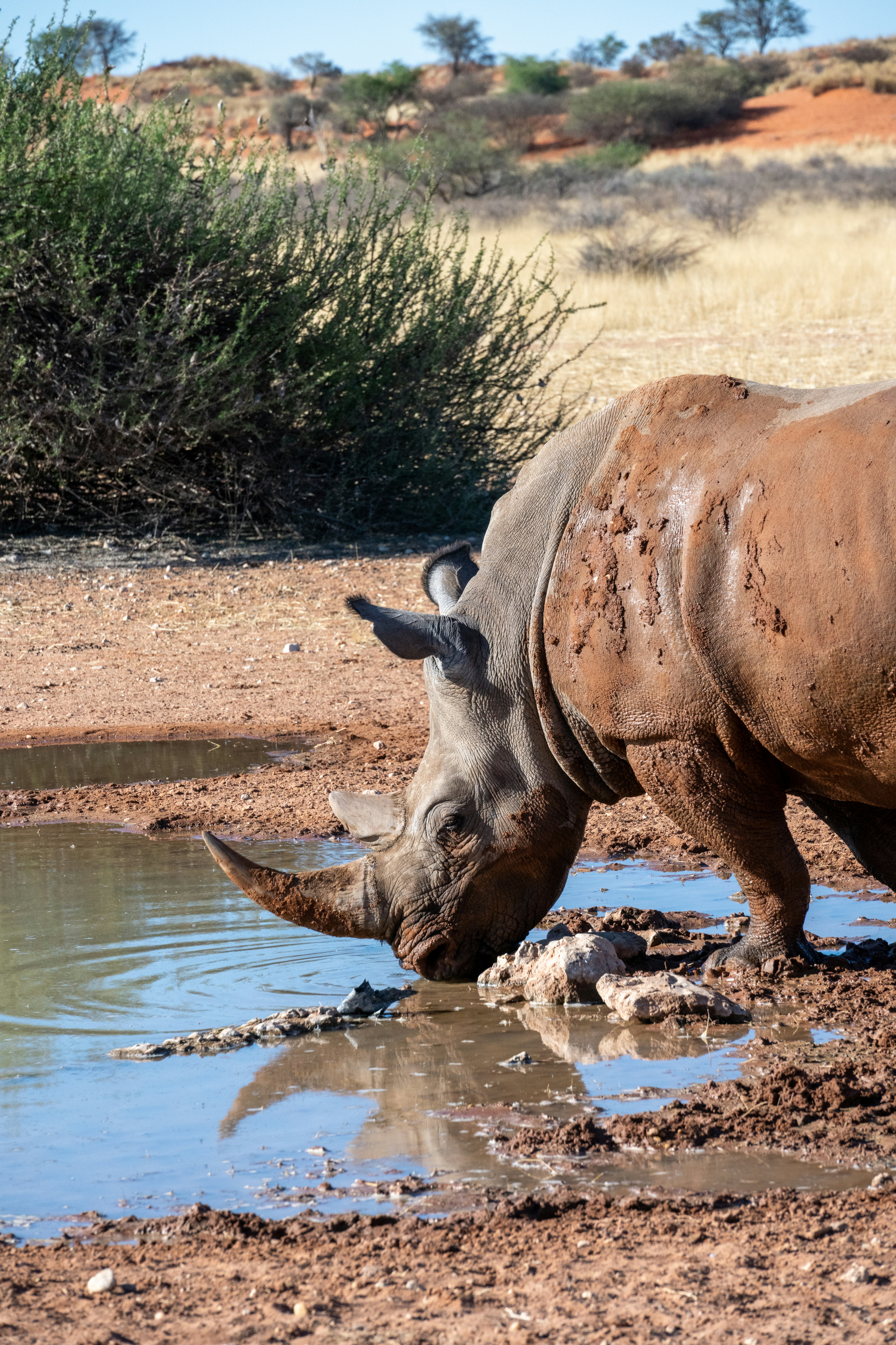 Rhino drinking water from a muddy puddle