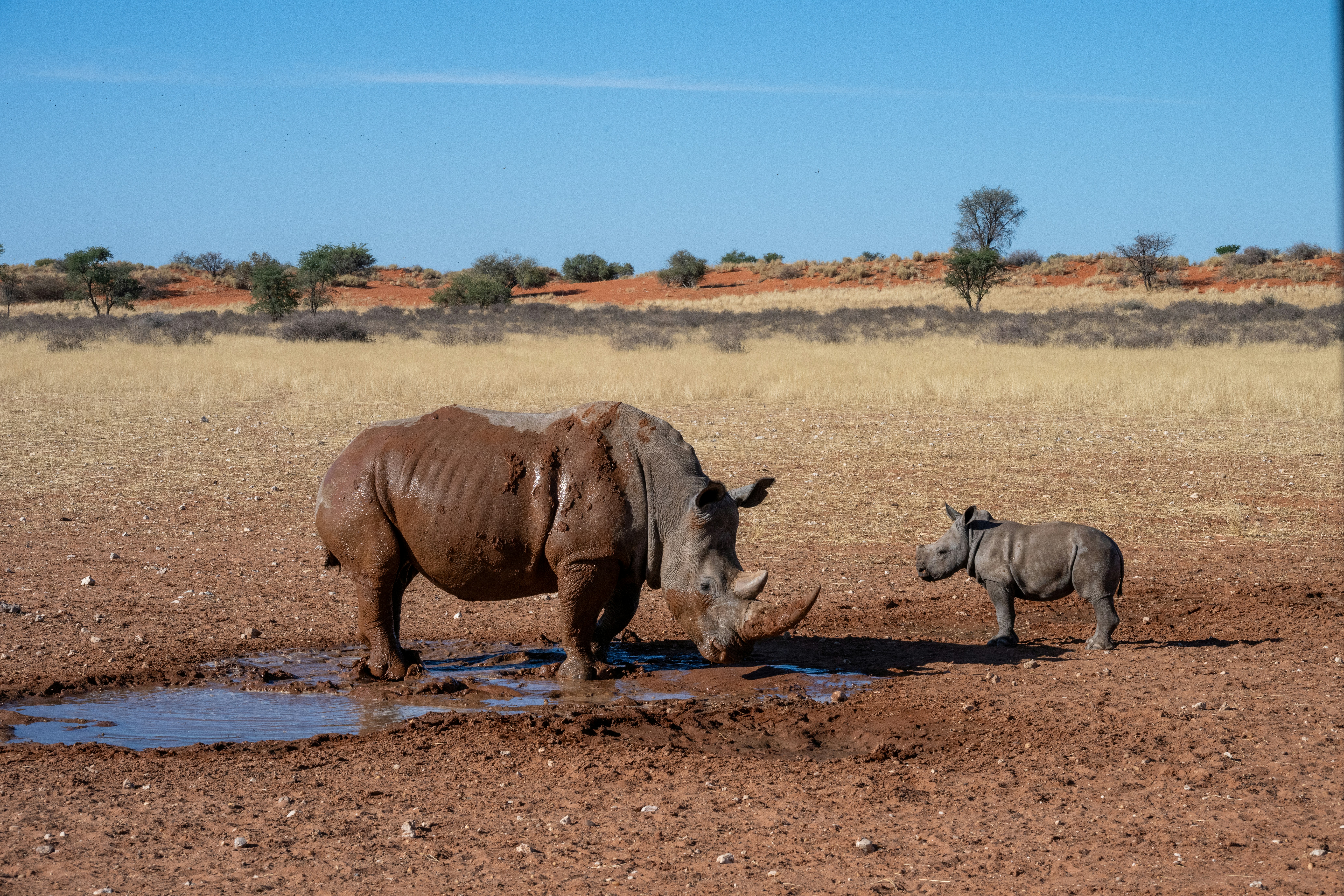 A Gentle Encounter in the Sunlit Savanna