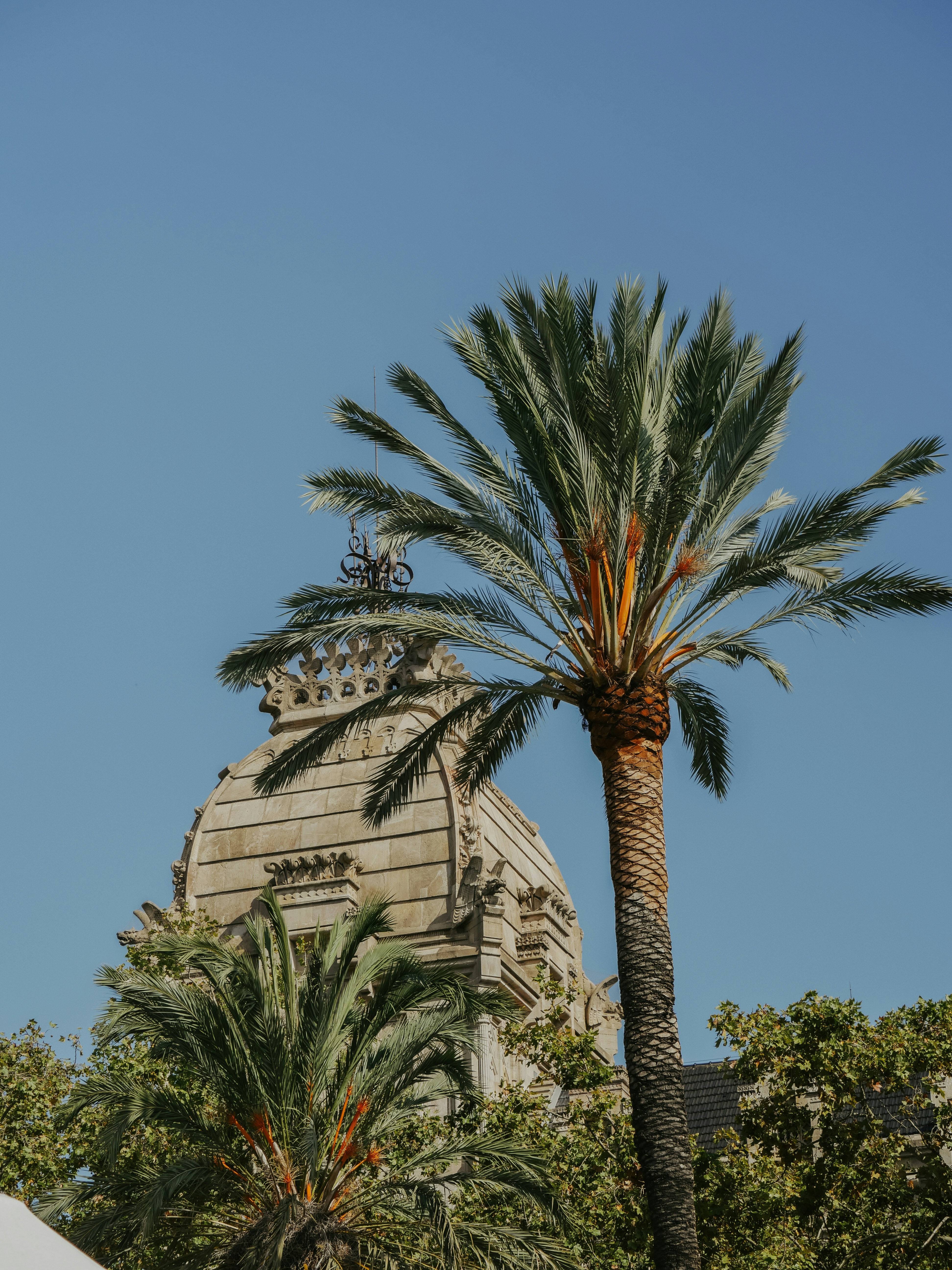 Palm trees in front of a domed building.