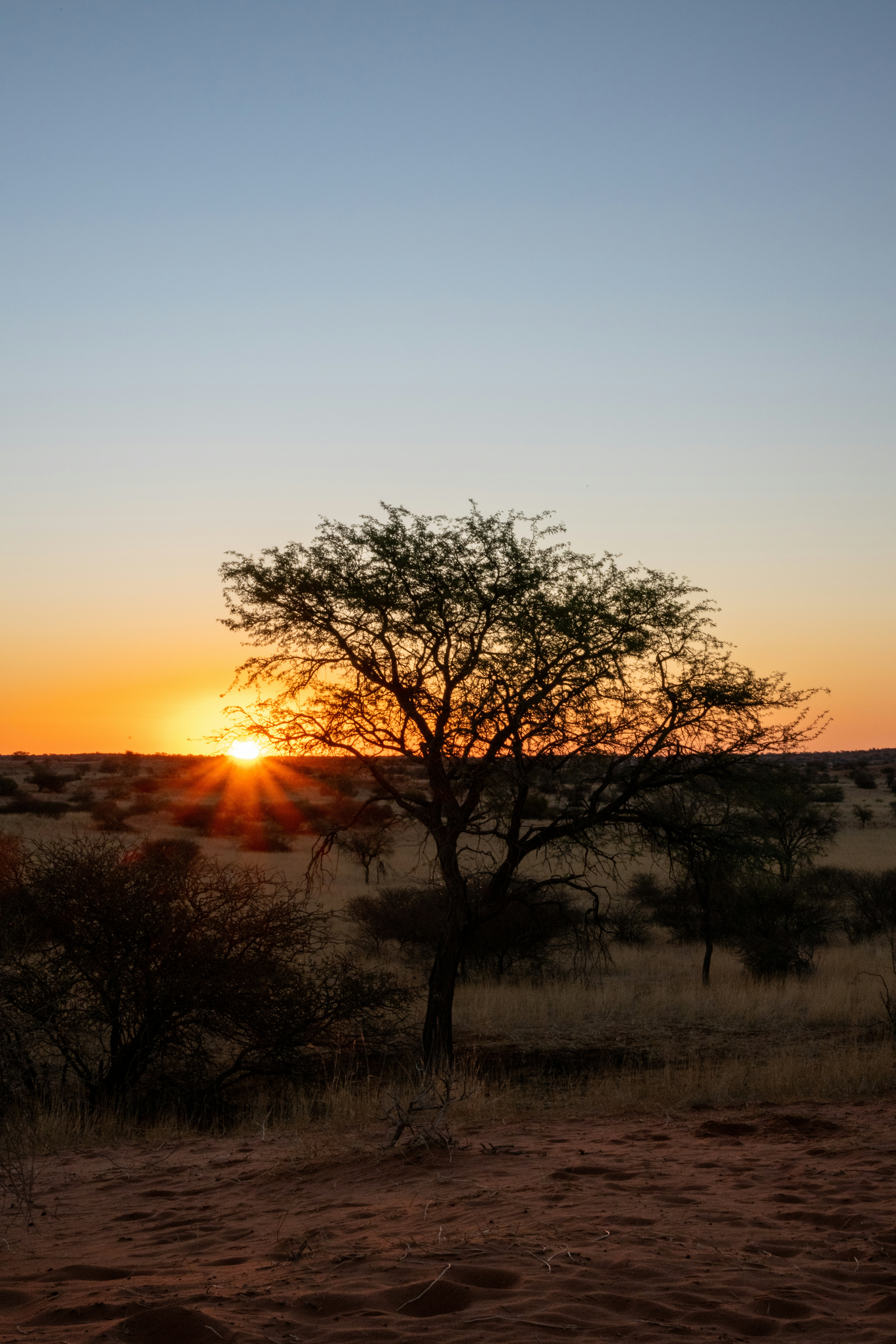 Sunset over a savanna with acacia trees.