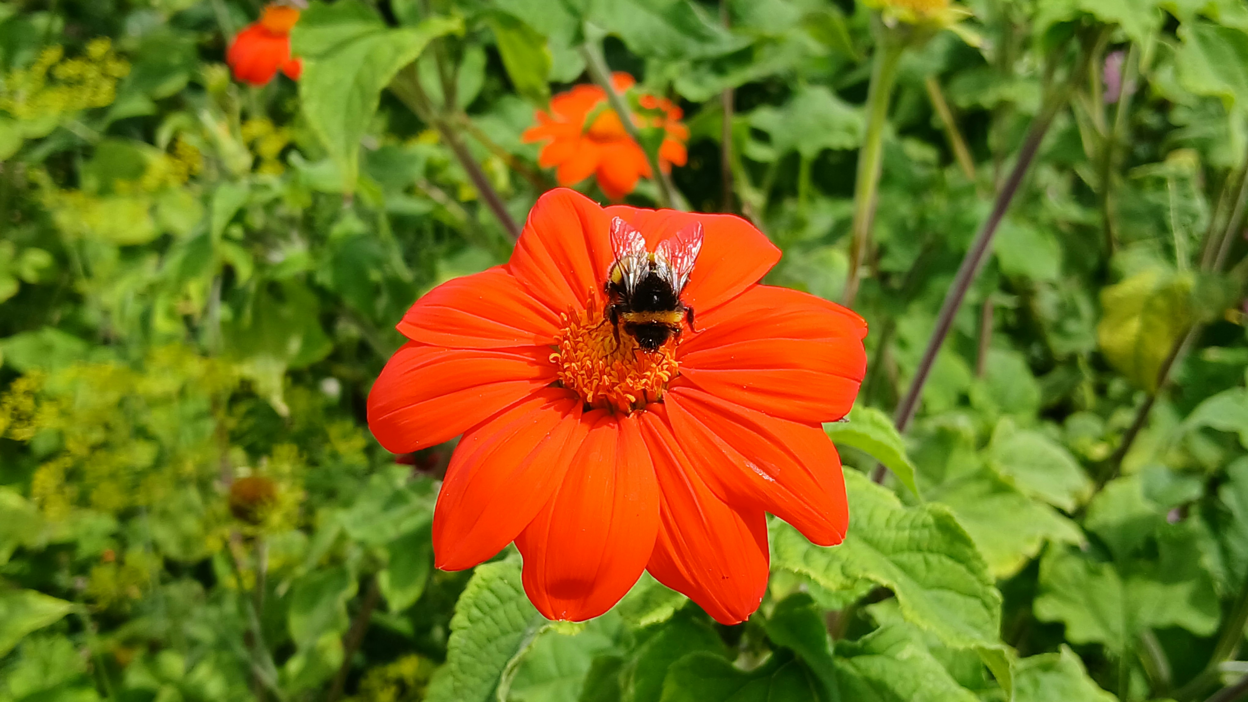 A close up of a bee that has landed on a red flower. | A bee pollinates a bright orange flower.