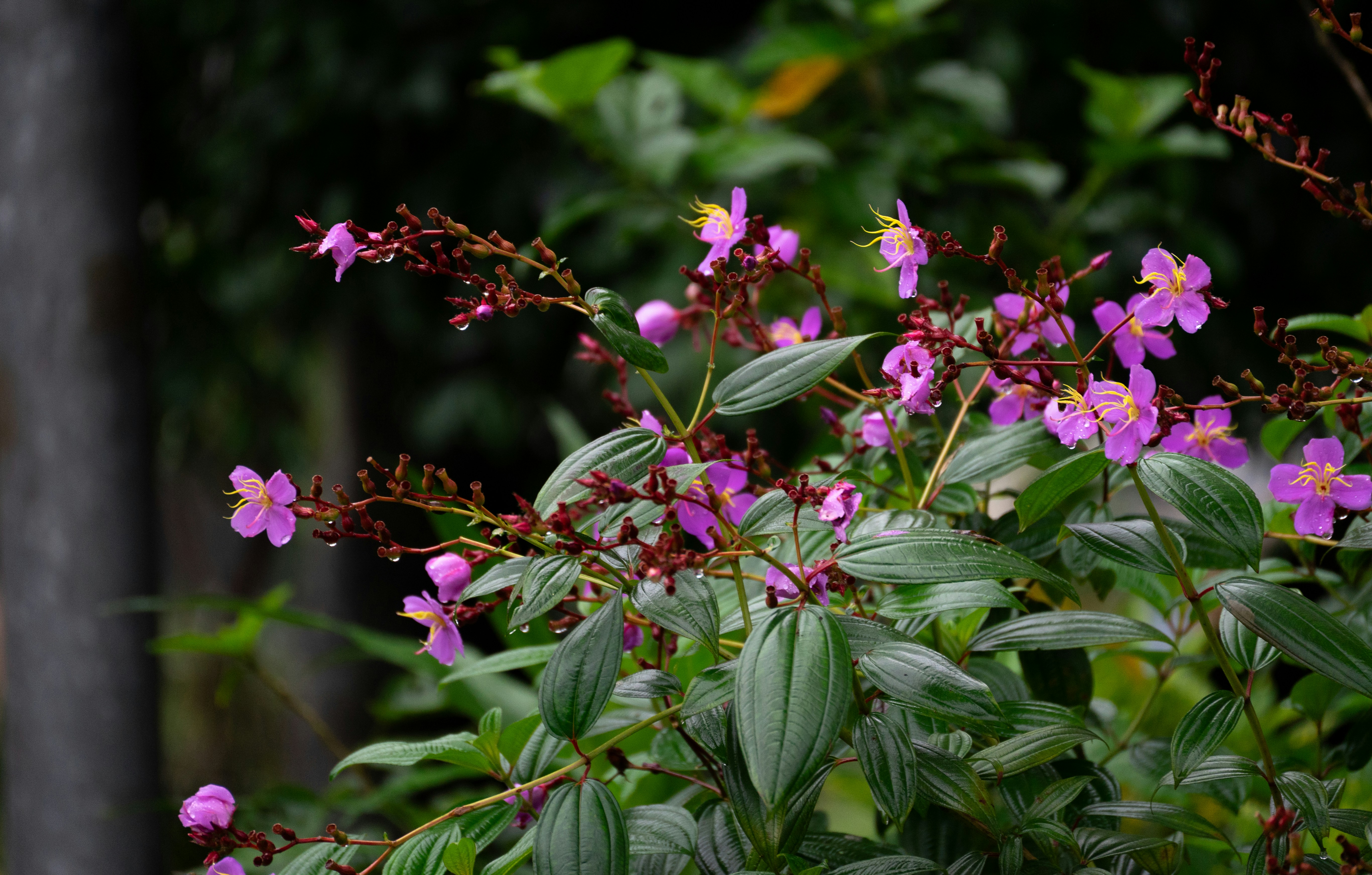 Discover the enchanting beauty of the pink Ixora flower, a tropical marvel that adds vibrant charm to any garden or landscape and is beloved for its clusters of star-shaped petals and enduring blooms. The Ixora, often called the ‘jungle flame’, delights nature enthusiasts with its sweet, gentle aroma and the visual spectacle of dozens of lush pink blossoms emerging together, creating a burst of color that uplifts both mood and surroundings#botanical #gardening #instagarden #beautifulflowers #petalpower #jungleflame #flowerlovers #plantsofinstagram #naturelover #springblooms #starshapedflowers | Delicate pink flowers bloom on a leafy branch.