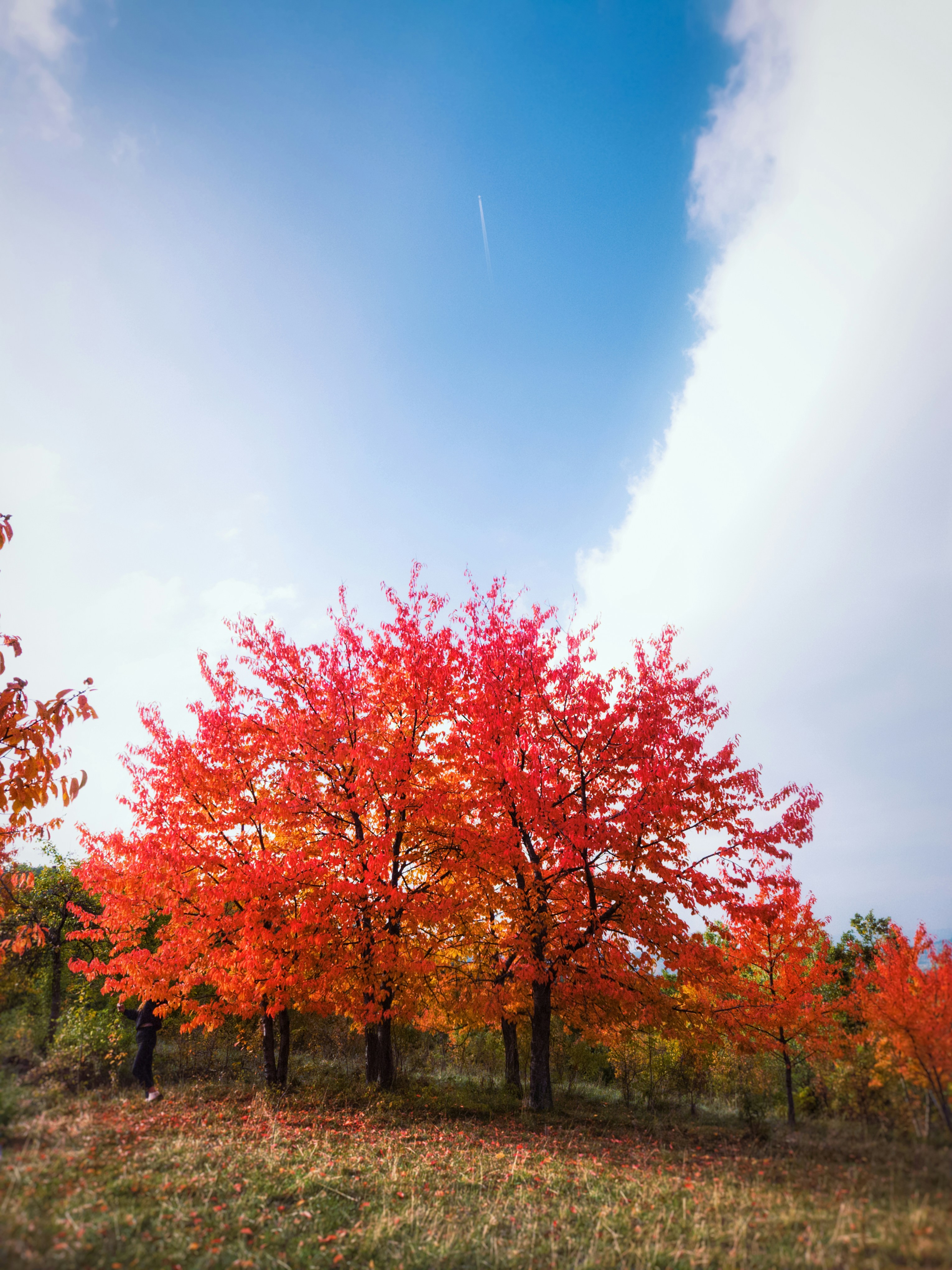 Autumn's Fiery Embrace