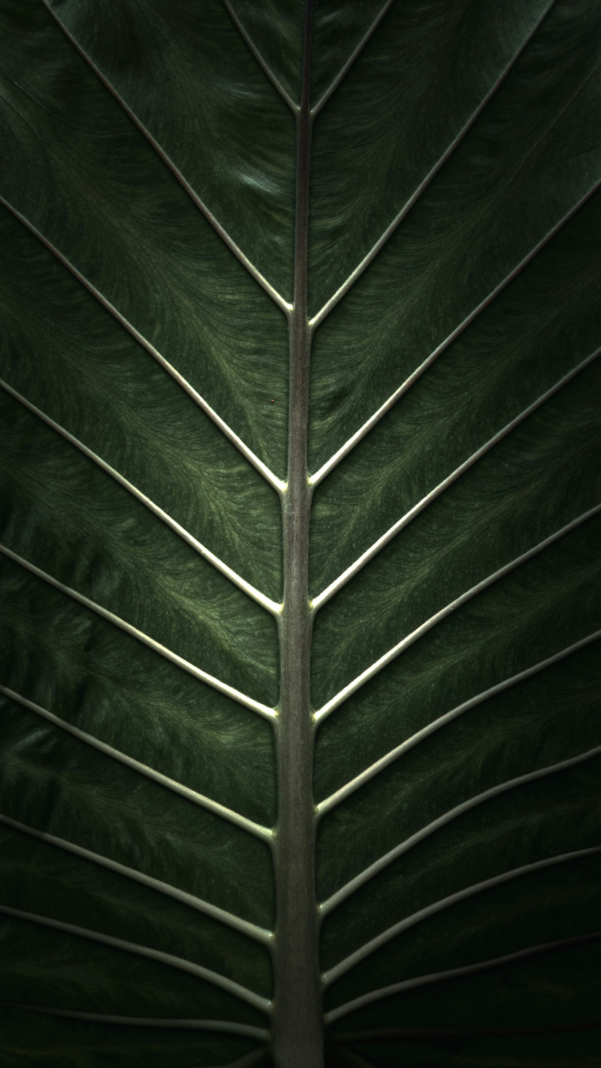 Close-up of a dark green leaf with prominent veins.