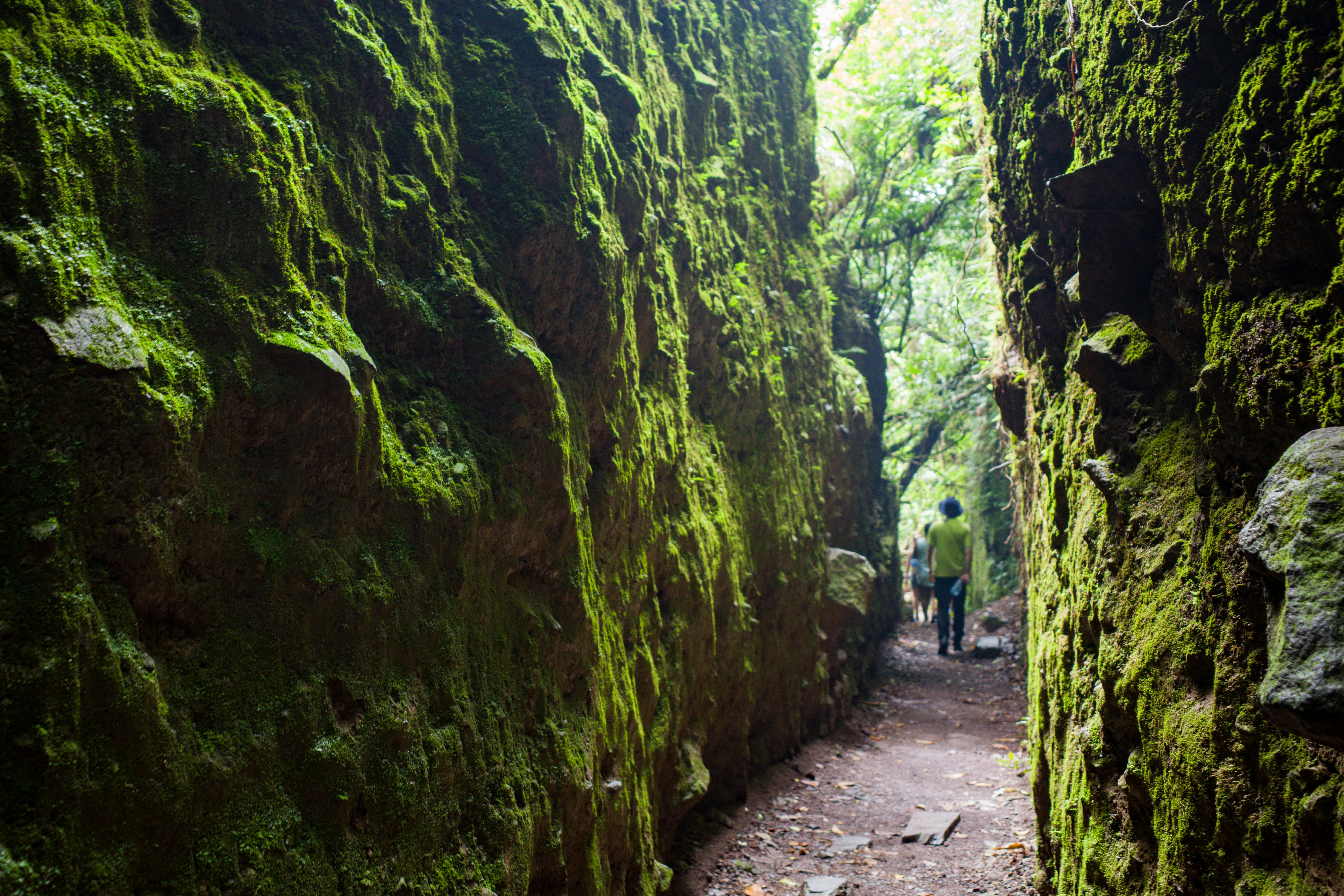 Moss-covered canyon walls with a narrow path