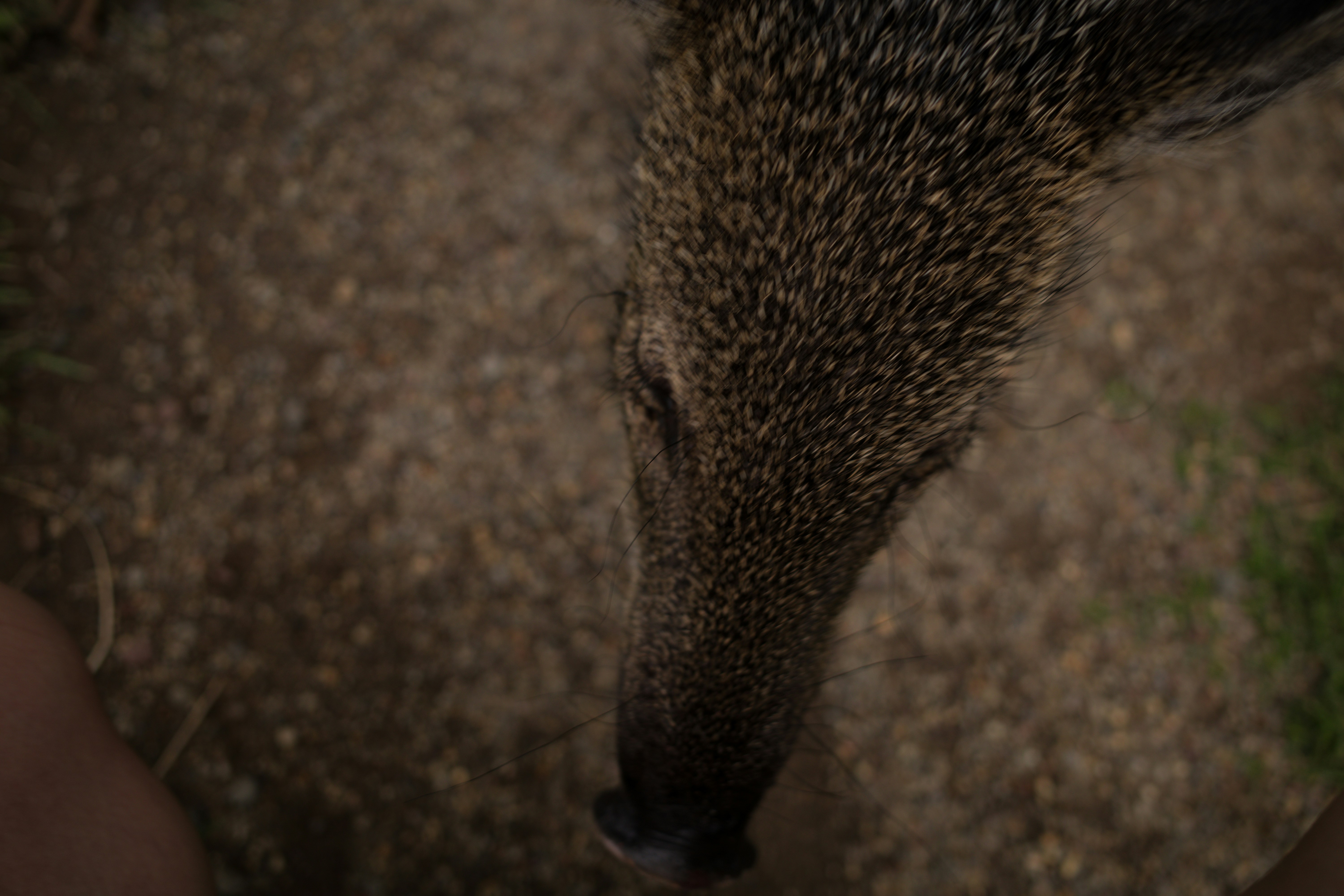 Close Encounter with Nature's Forager