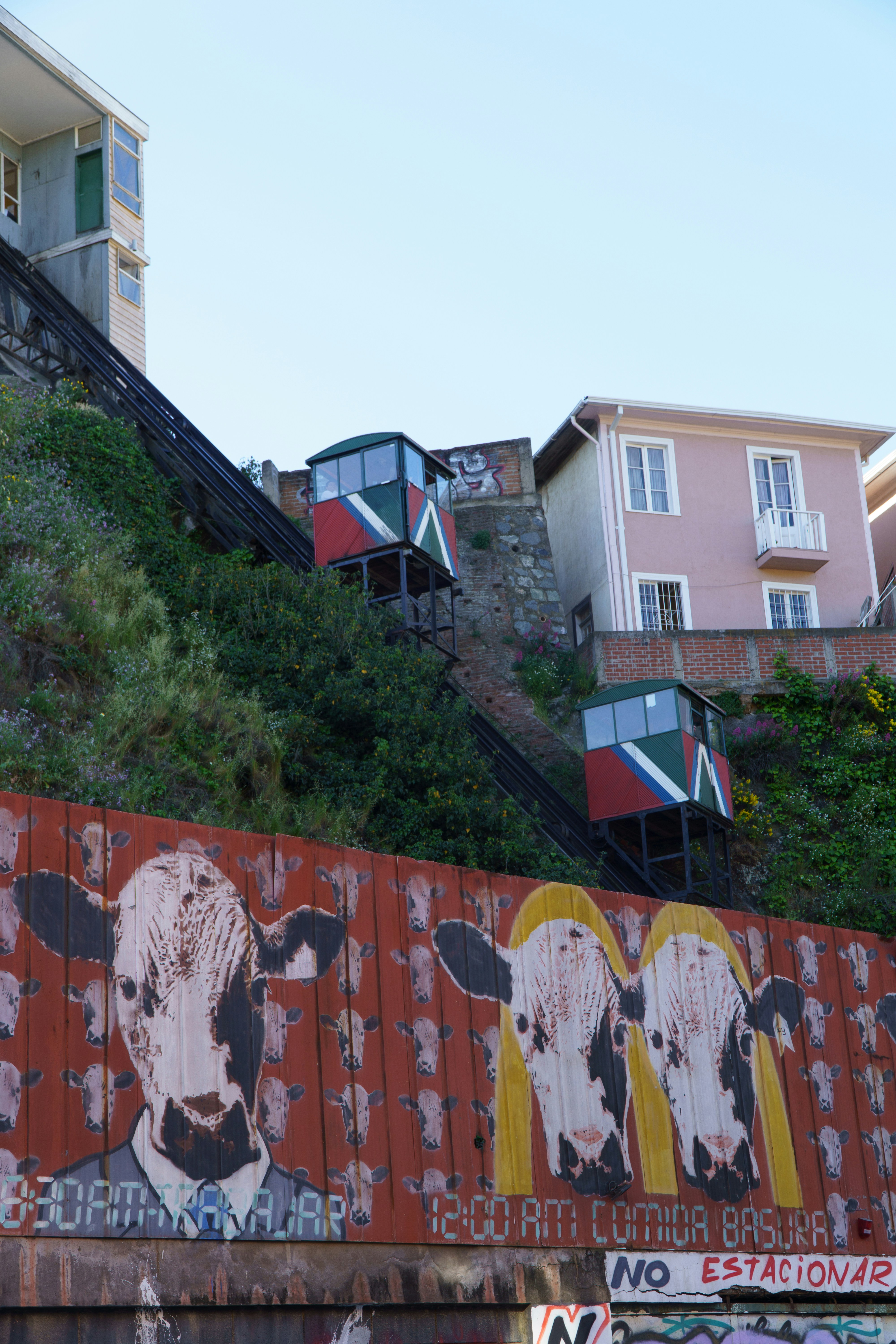 Vivid street art featuring cow portraits on a wall, with funicular cabins ascending a hillside in the background. The scene captures a blend of urban life and artistic expression.