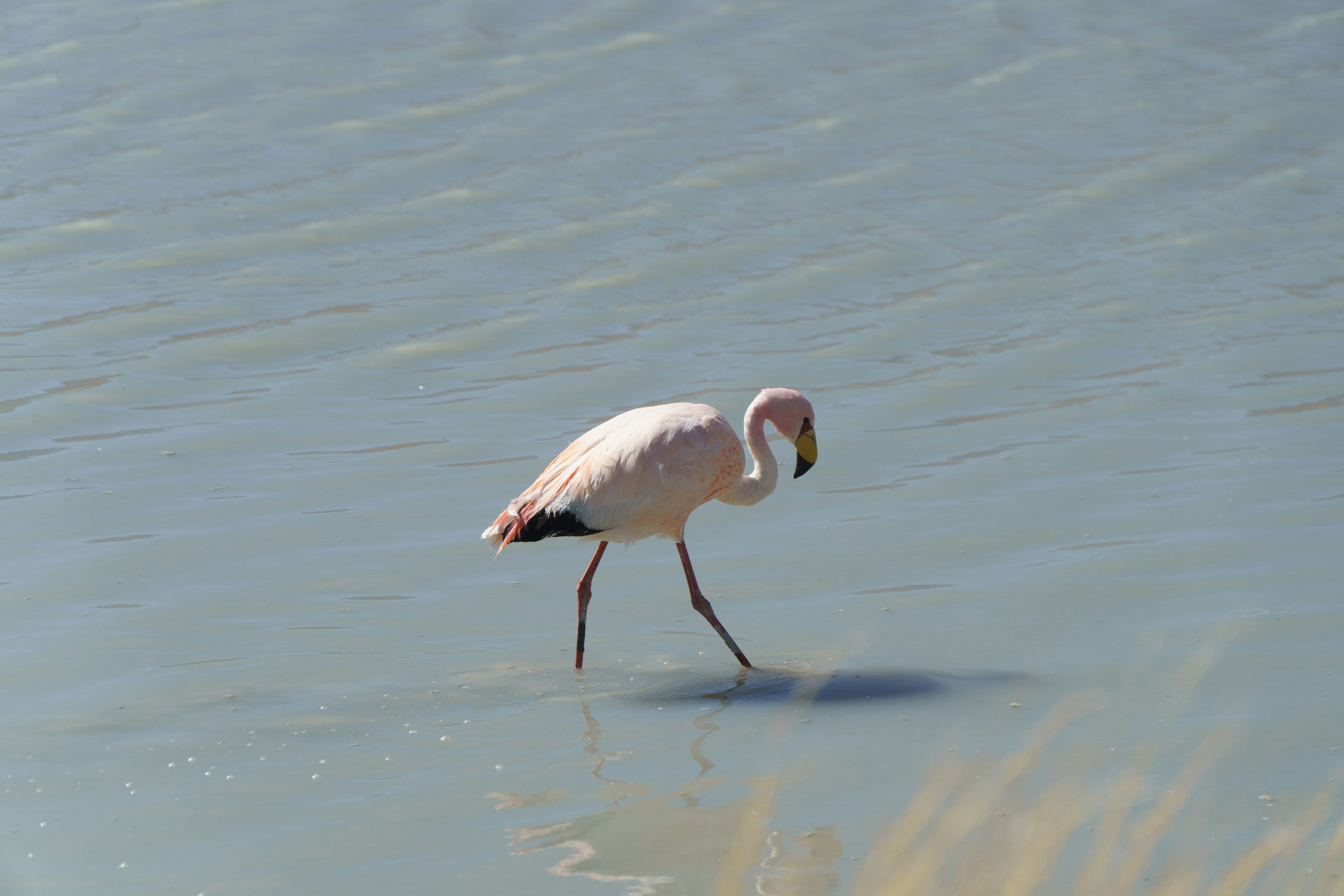 A single flamingo wading in shallow water.