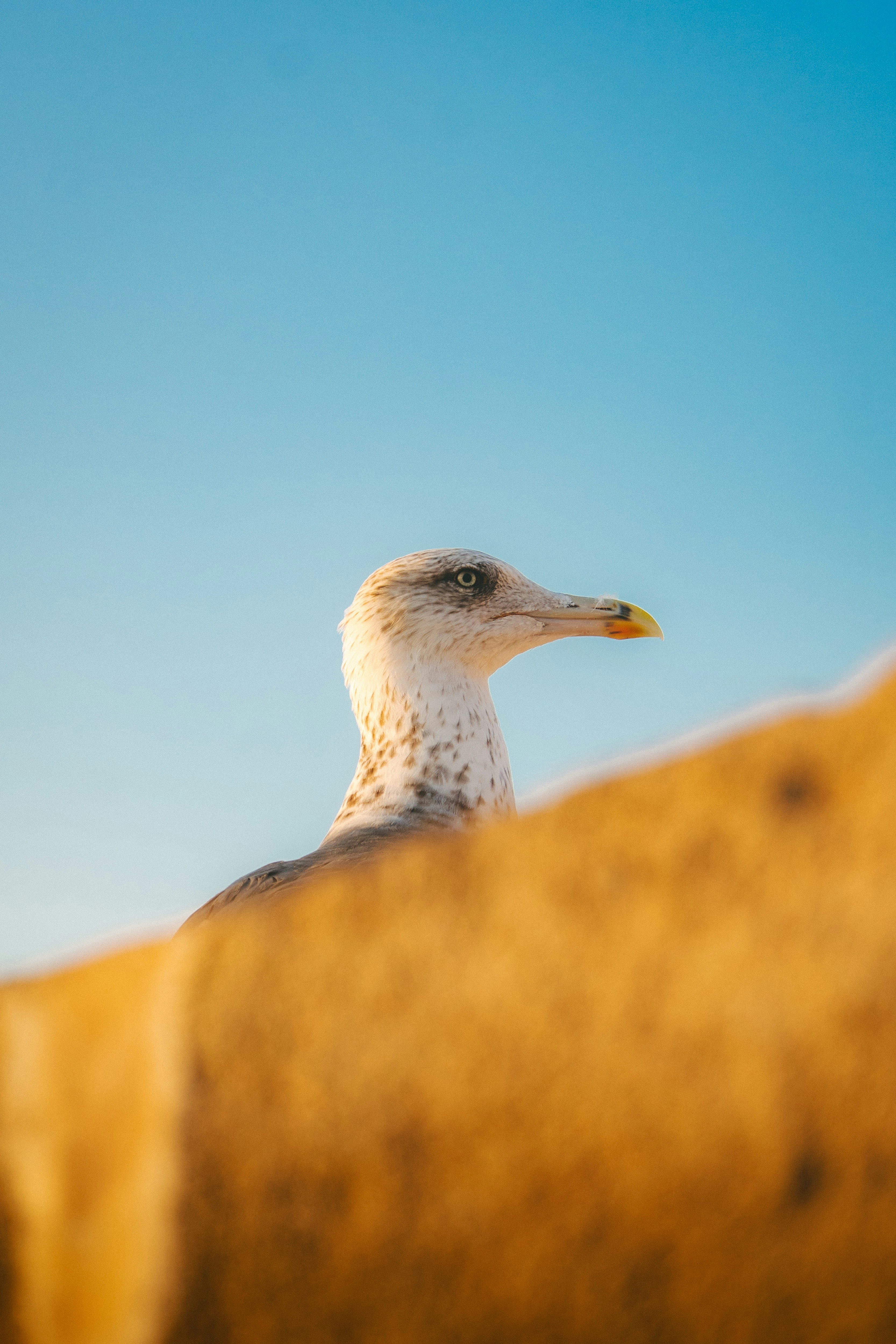 Glimpse of Nature's Watcher