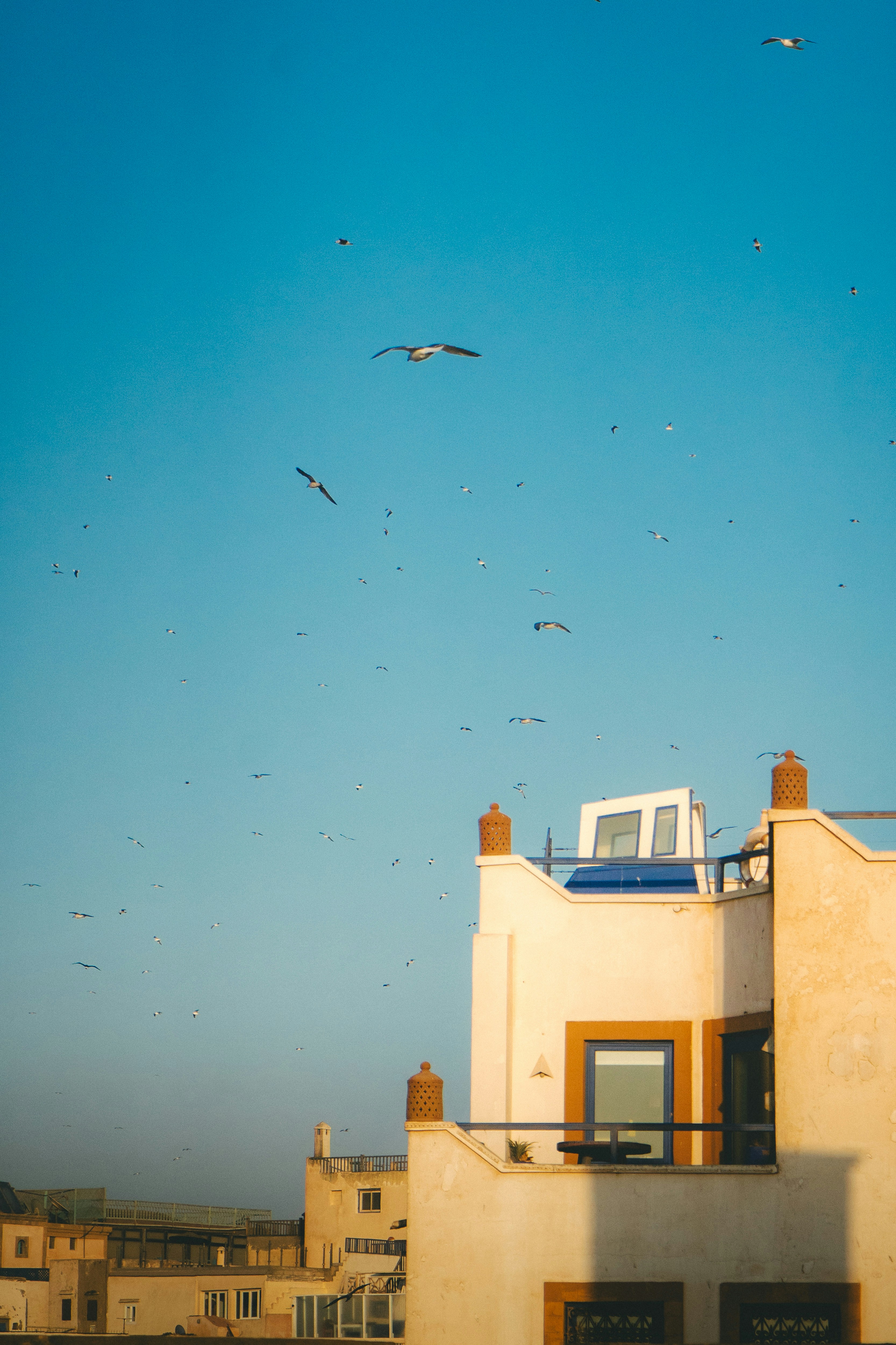 Terrace Geometry Beneath a Swarm of Free-Flying Seabirds