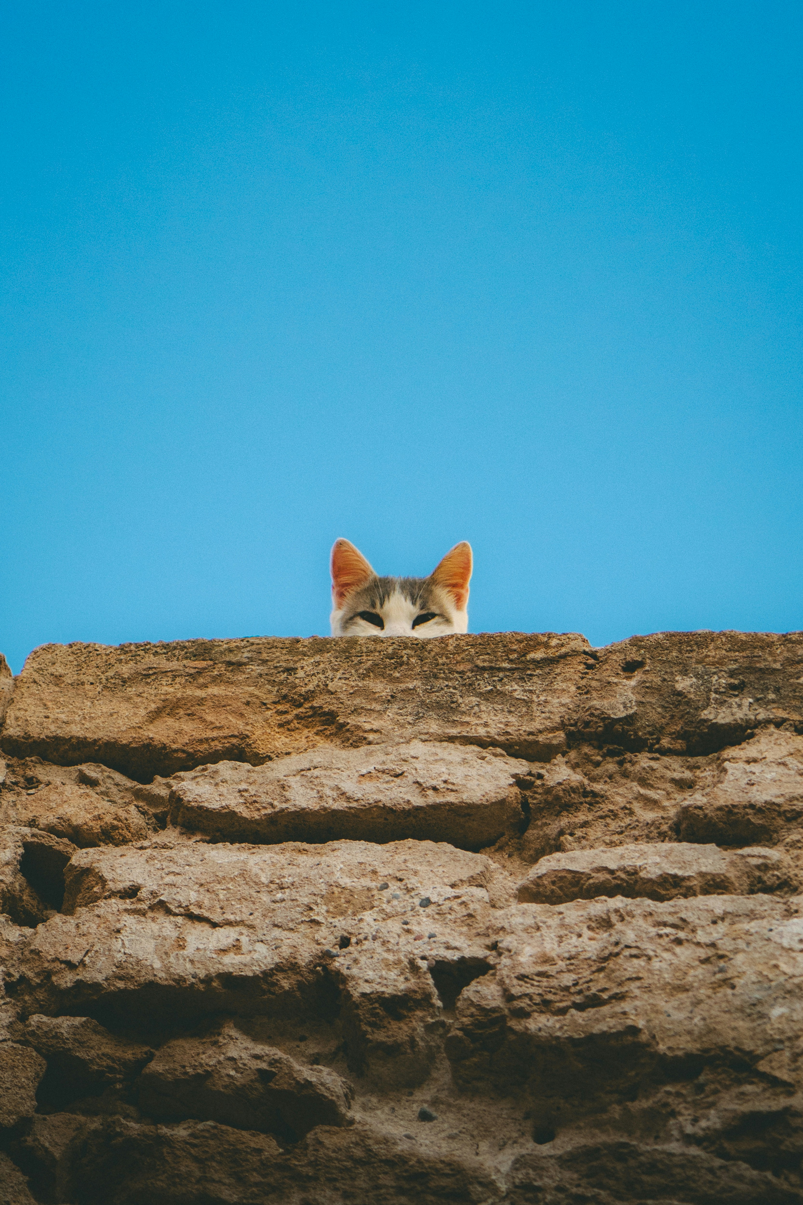 Peering Whiskers: A Cat Over the Wall Under a Pristine Blue Sky