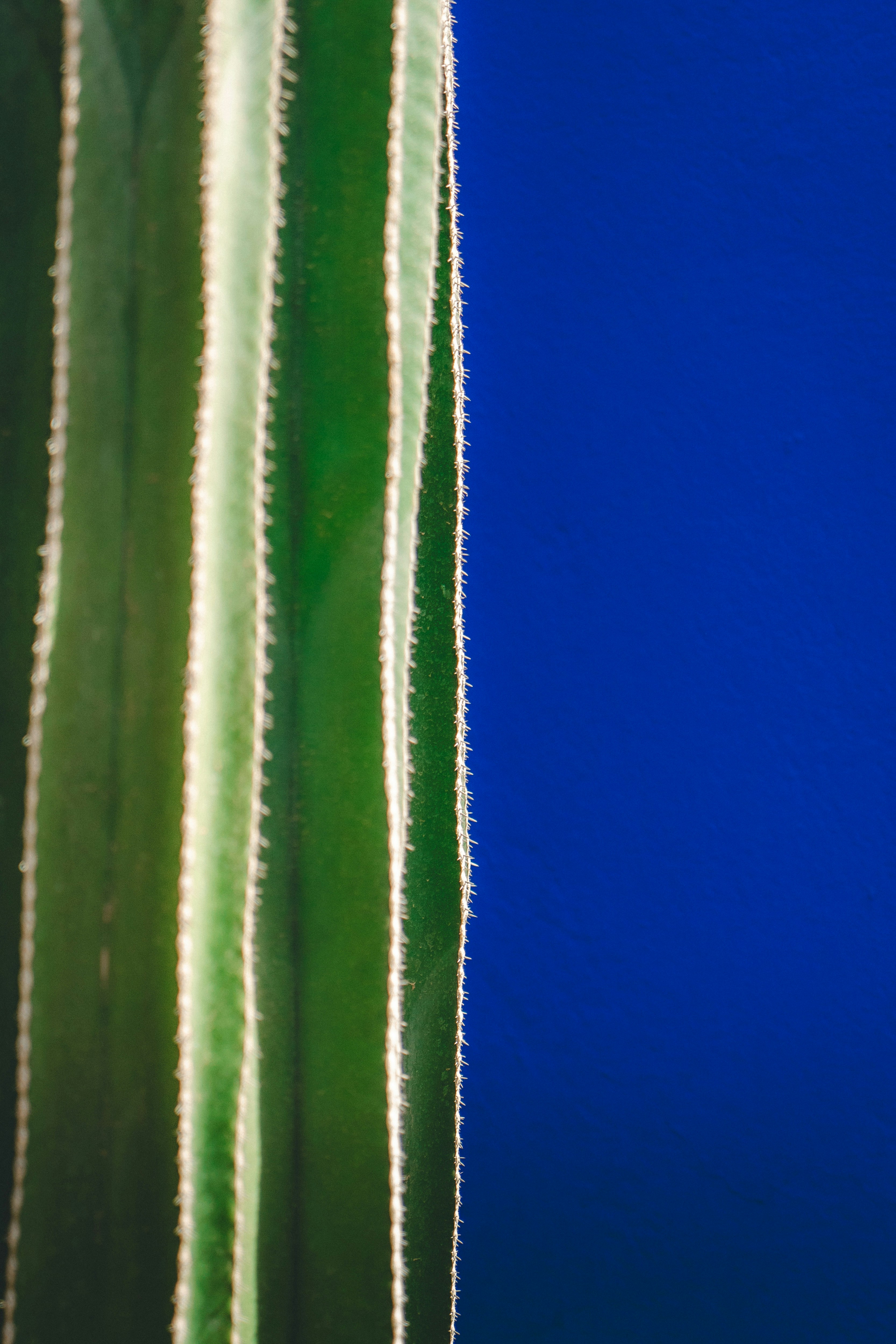 Close-up of a cactus against a vibrant blue background, highlighting its textured green skin and sharp lines.