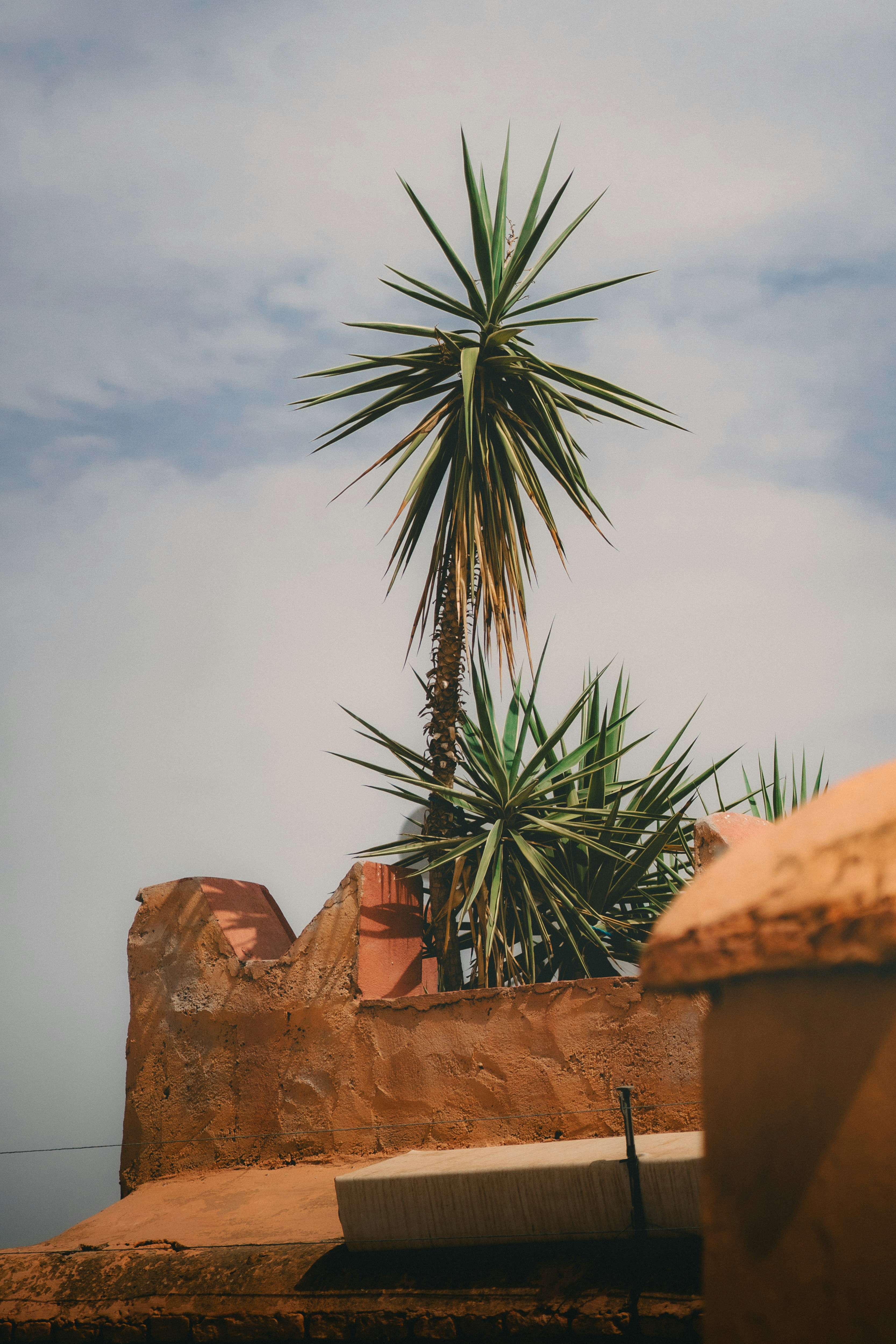 Desert Sentinel: Yucca Tower Over Weathered Clay Wall