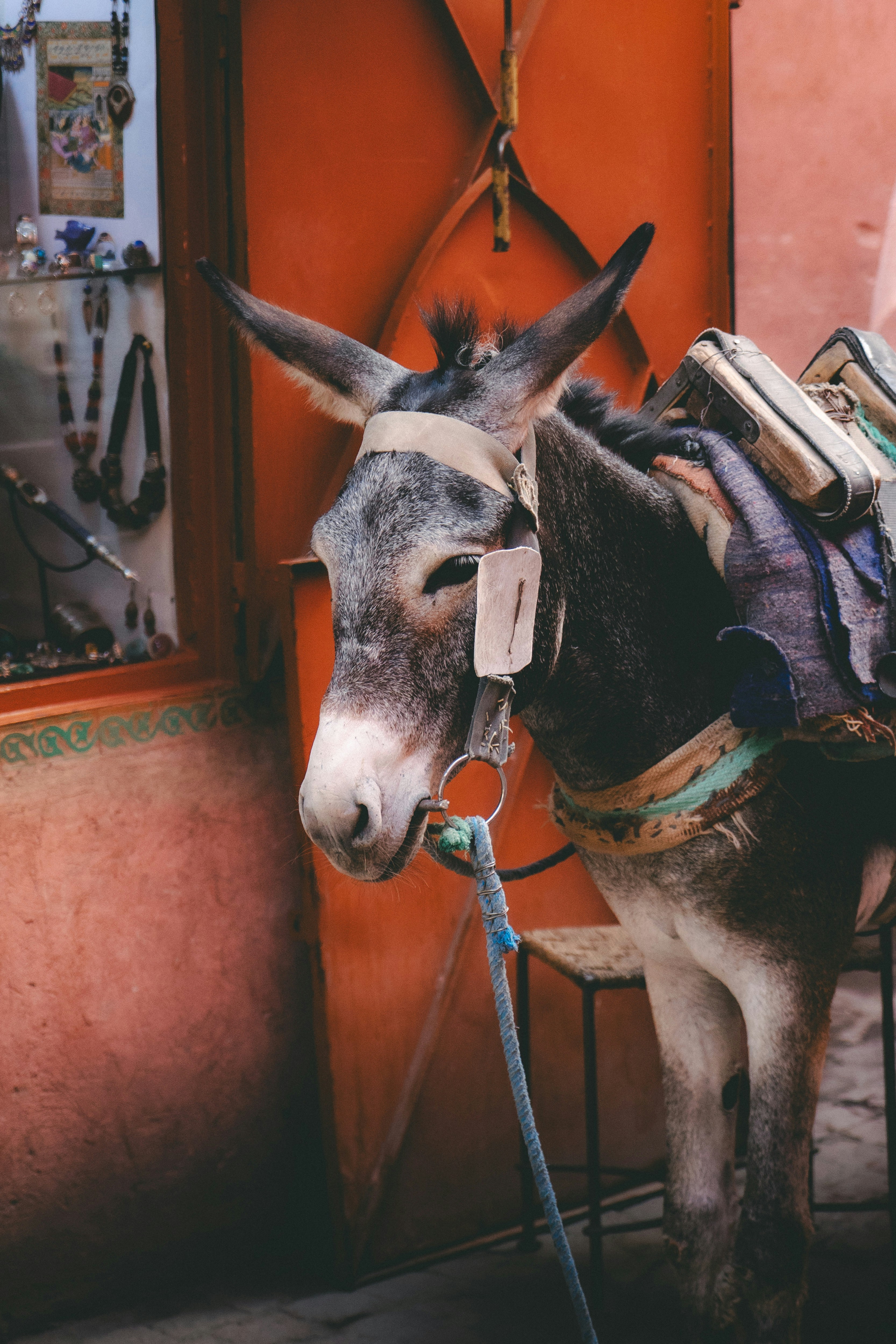 A Stalwart Companion in a Colorful Marketplace