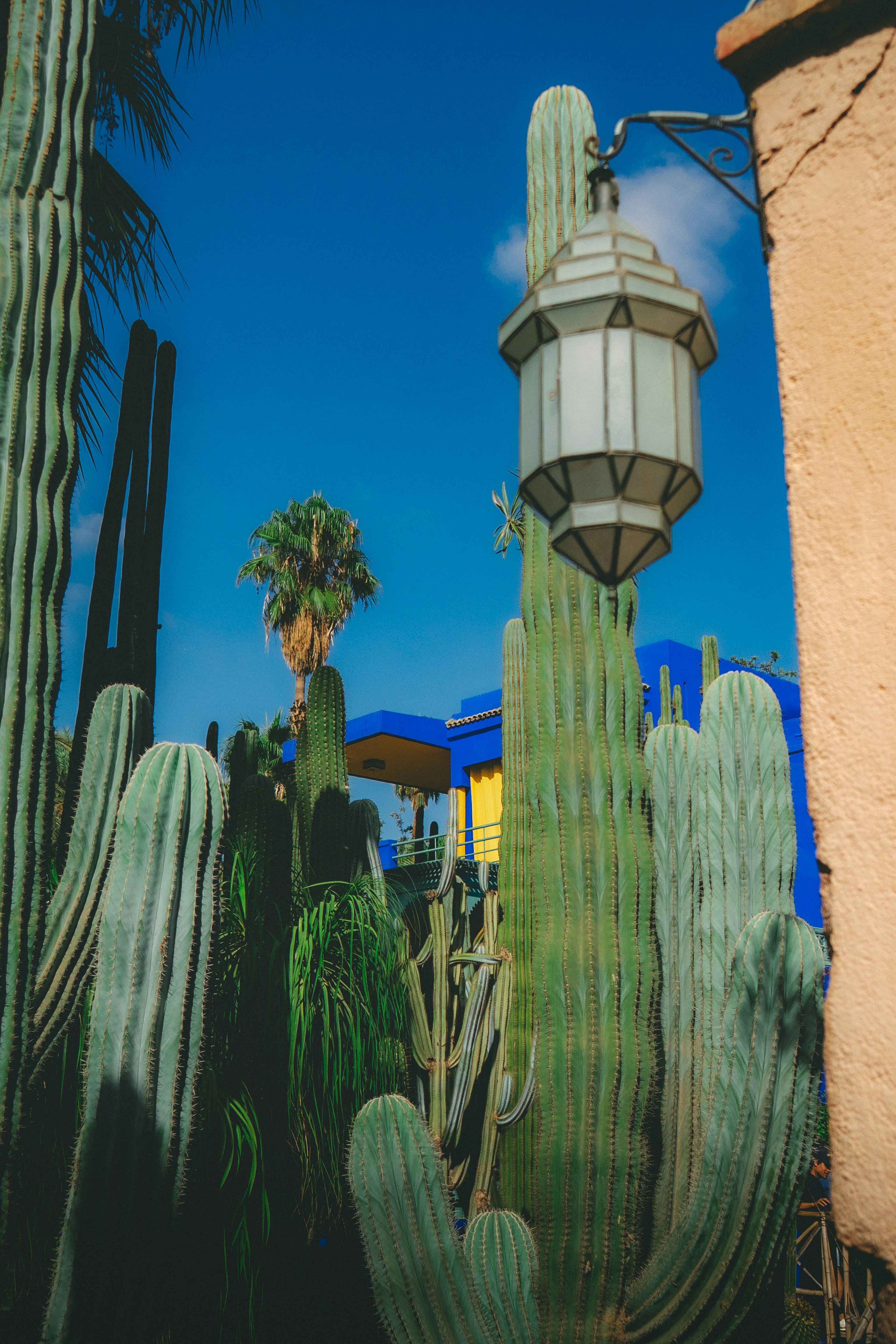 Cobalt Sky and Lantern: A Courtyard Framed by Tall Cacti