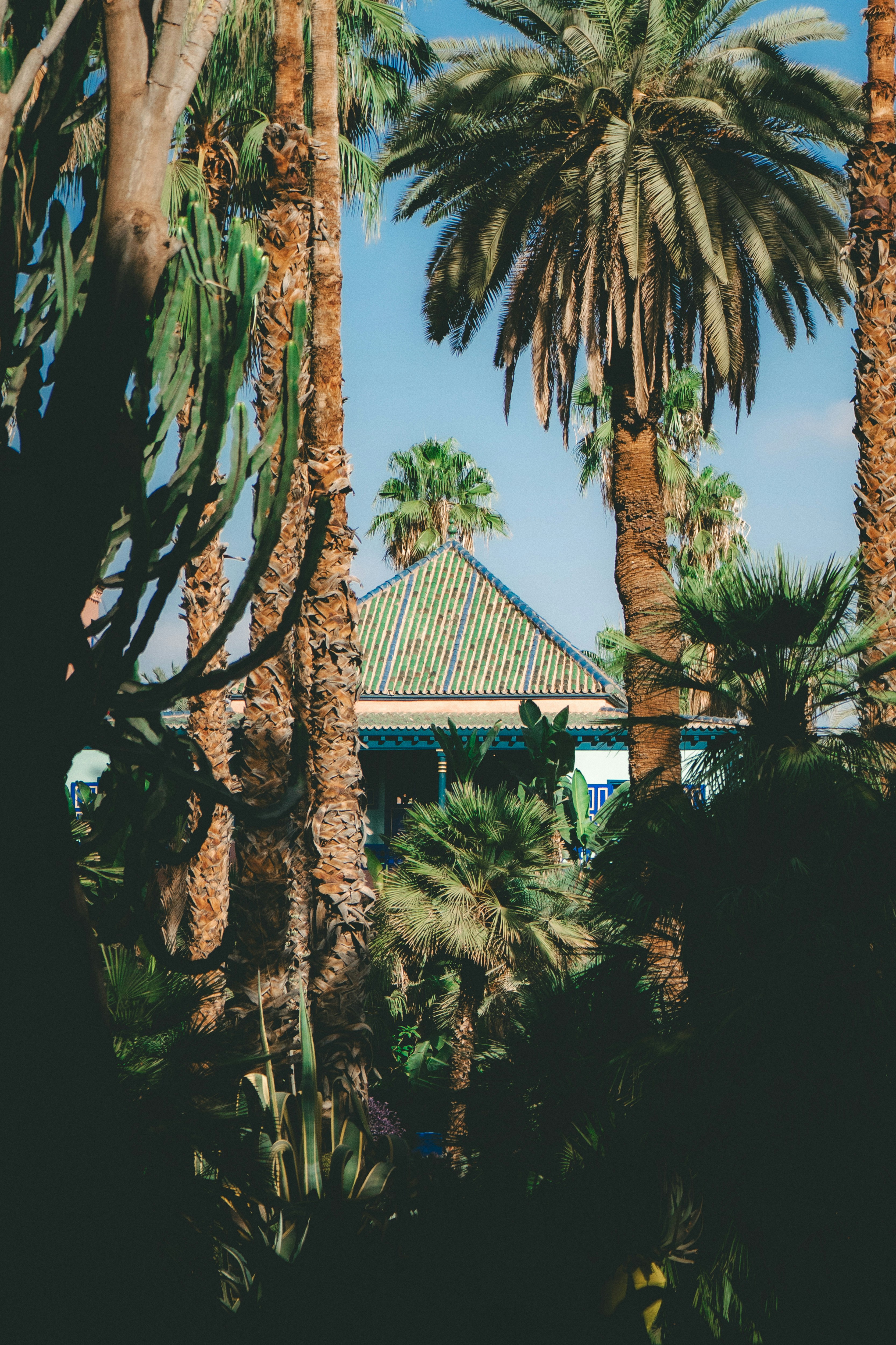 Tropical Oasis: A Hidden Gem Among the Palms