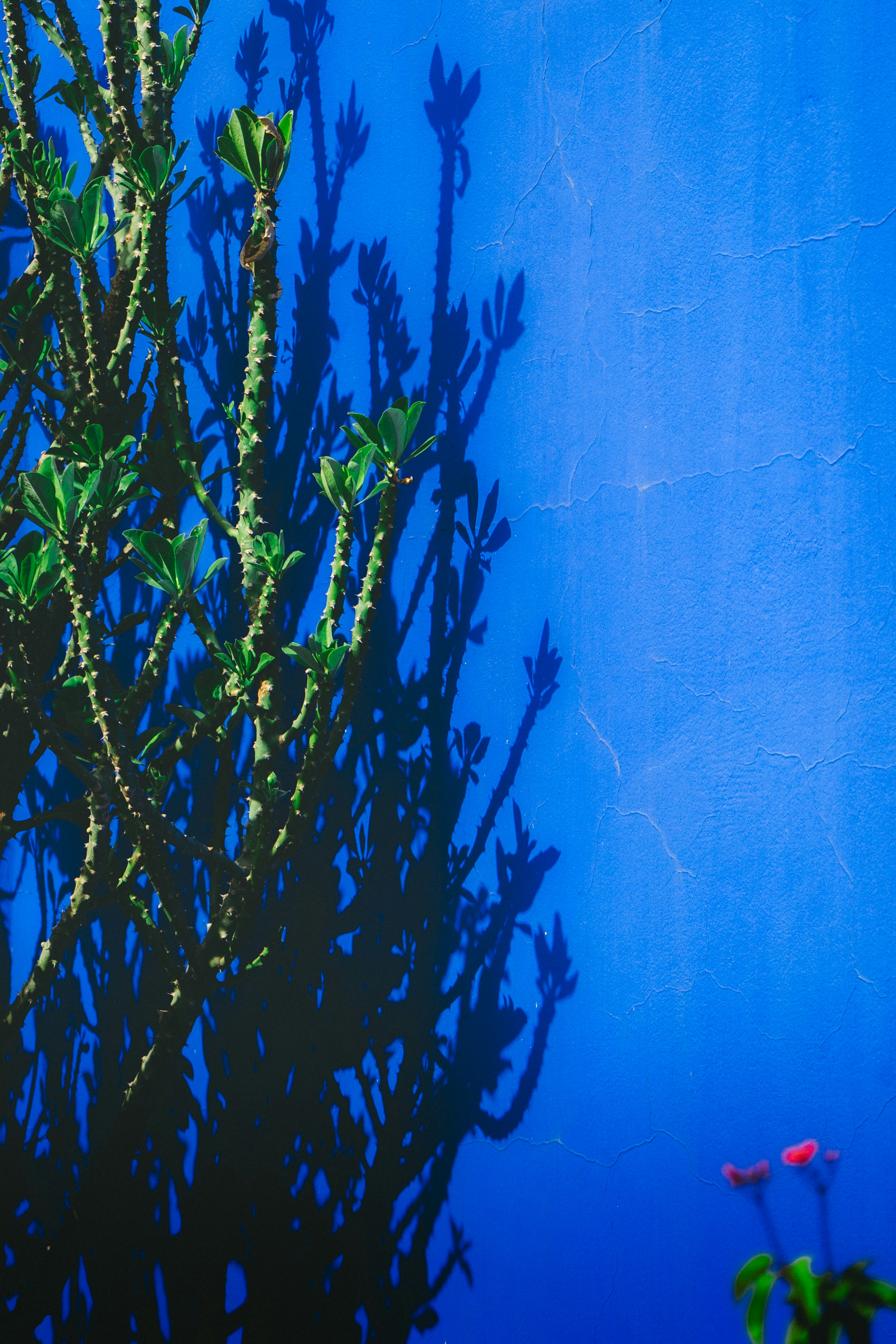 Green plant casts shadow on blue textured wall