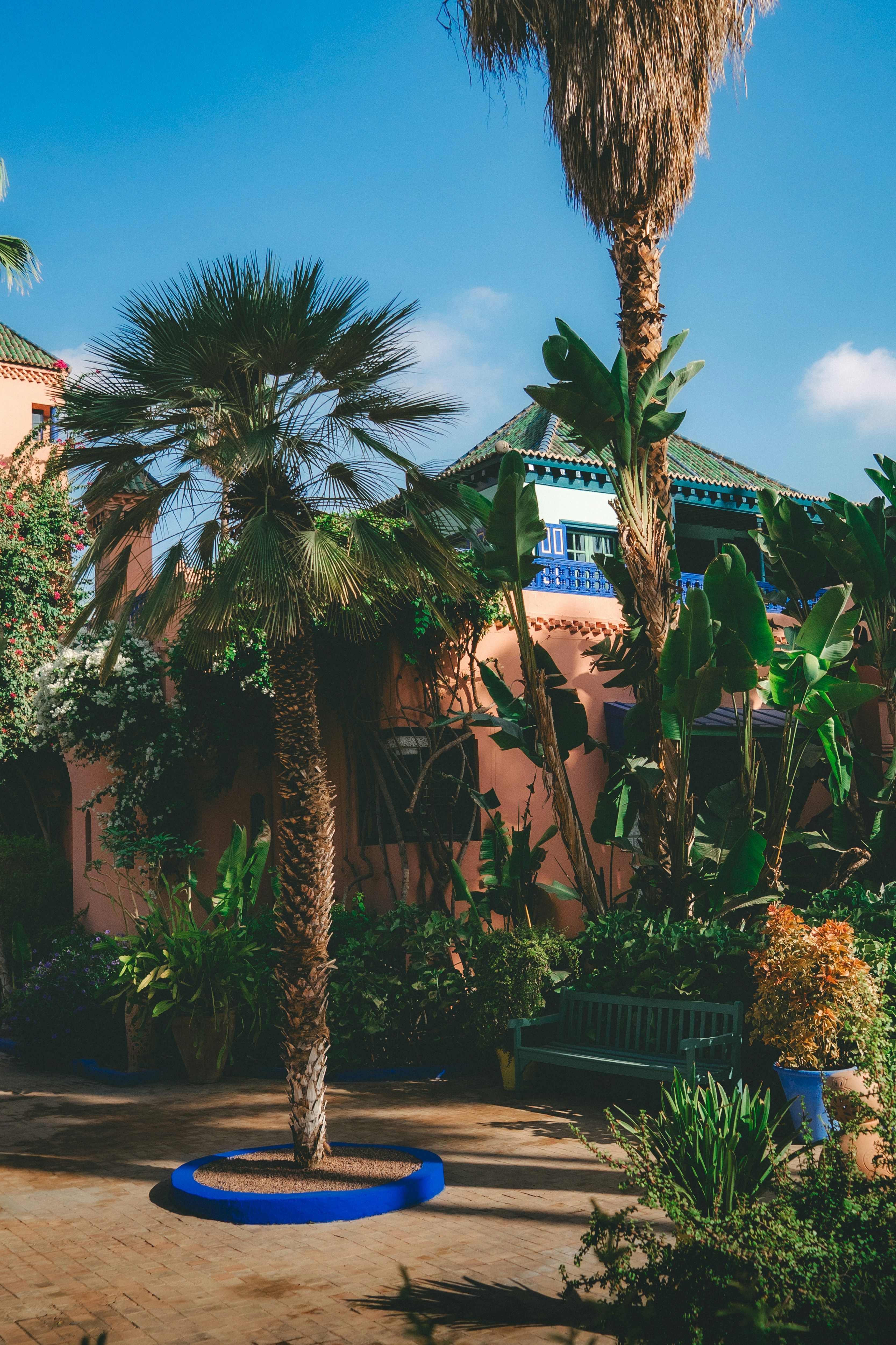 Blue Ring Palm: A Sunlit Tropical Courtyard Moment