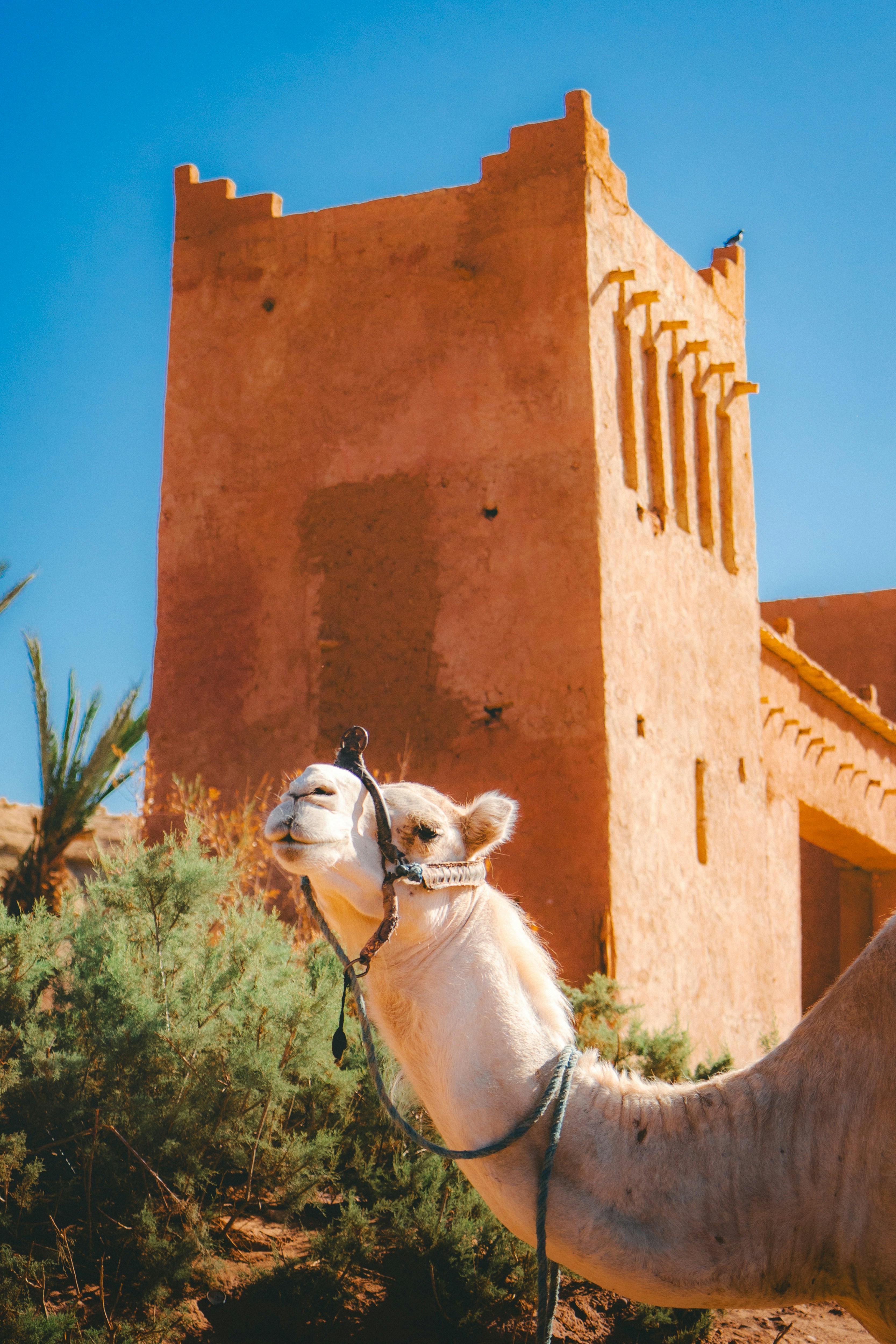 Camel at the Foot of a Sunlit Adobe Fortress