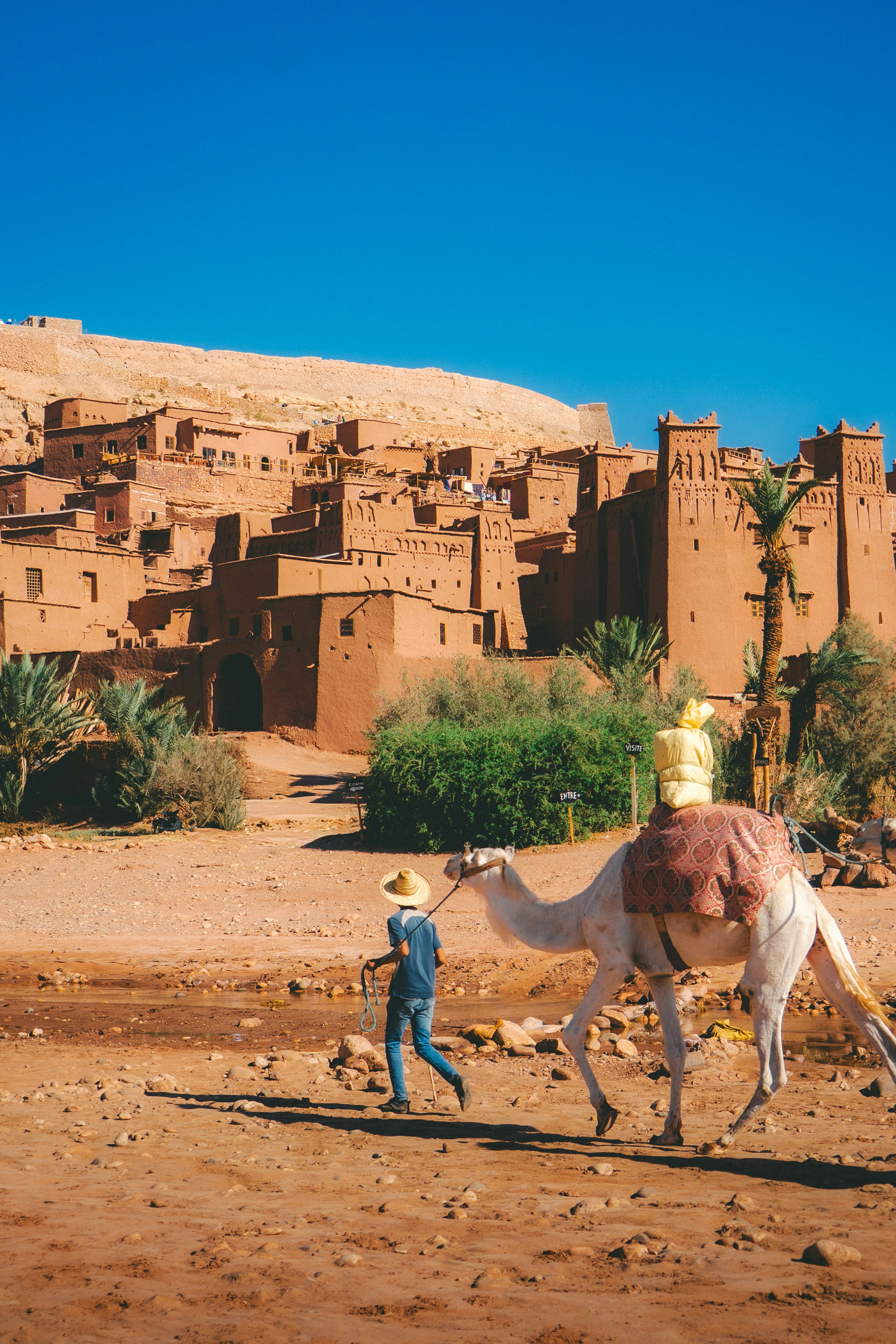 Man leads a camel past ancient moroccan kasbah architecture.