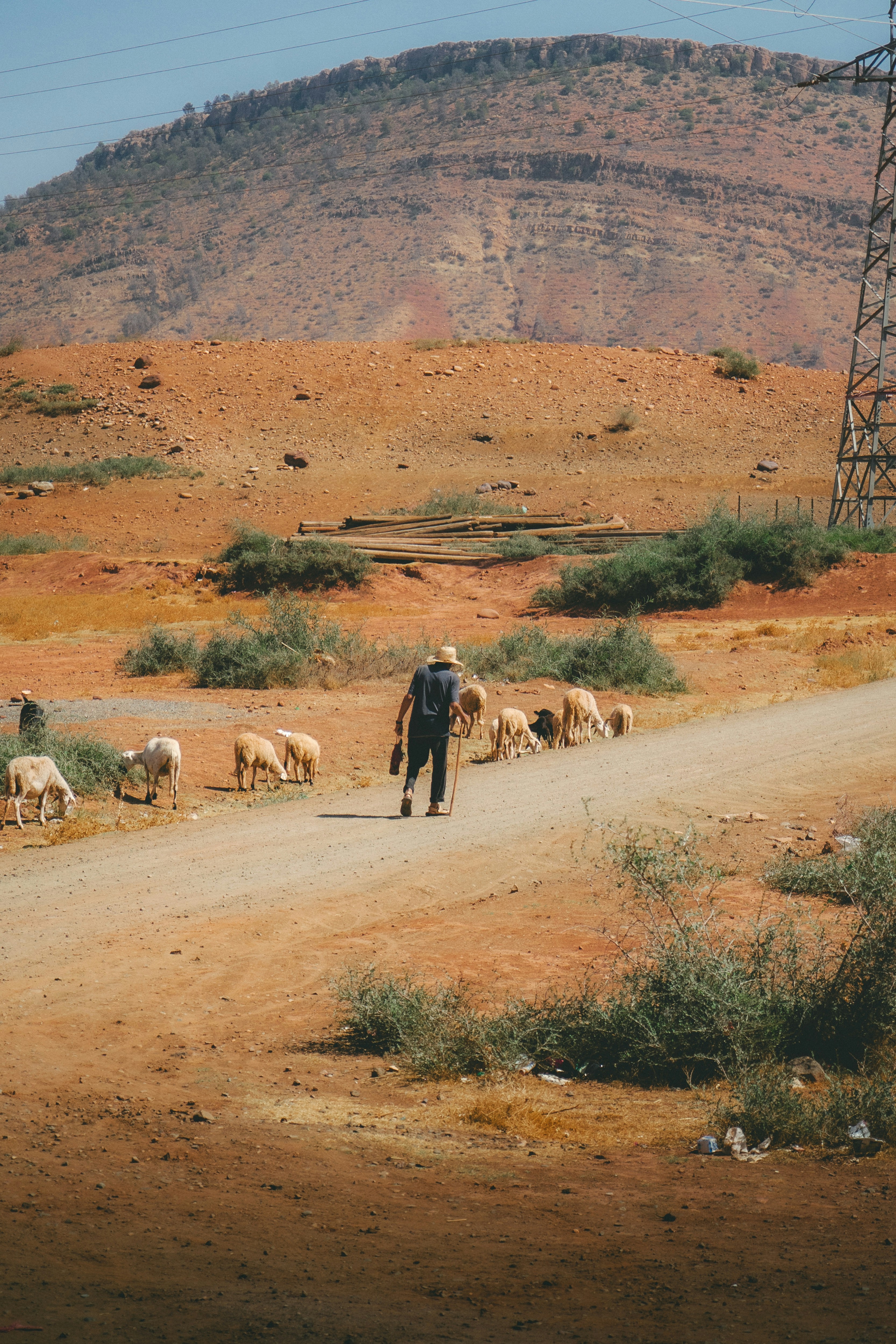 The Shepherd's Path: Harmony with Nature