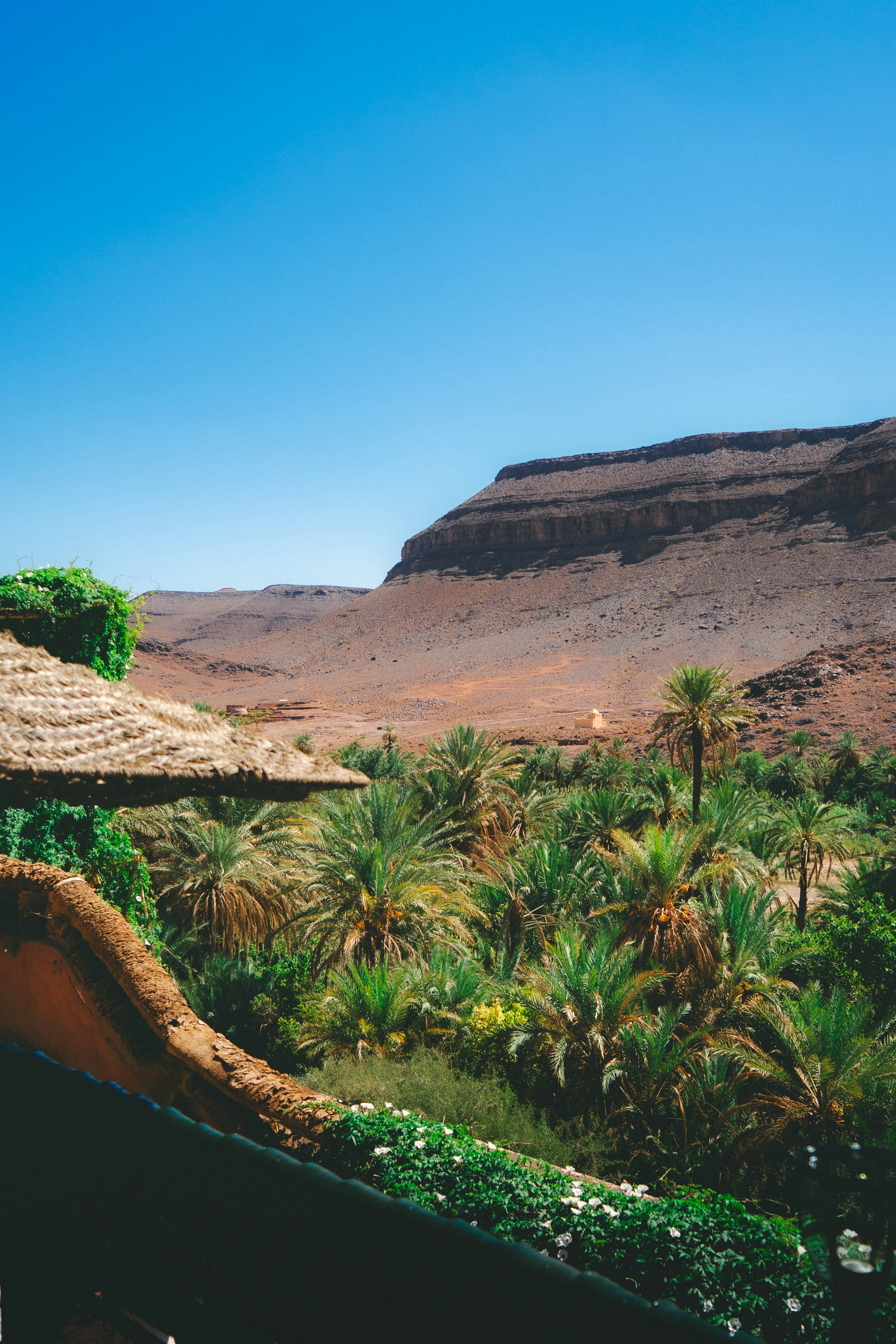 Palm Oasis Courtyard Nested Between Desert Cliffs and a Clear Sky