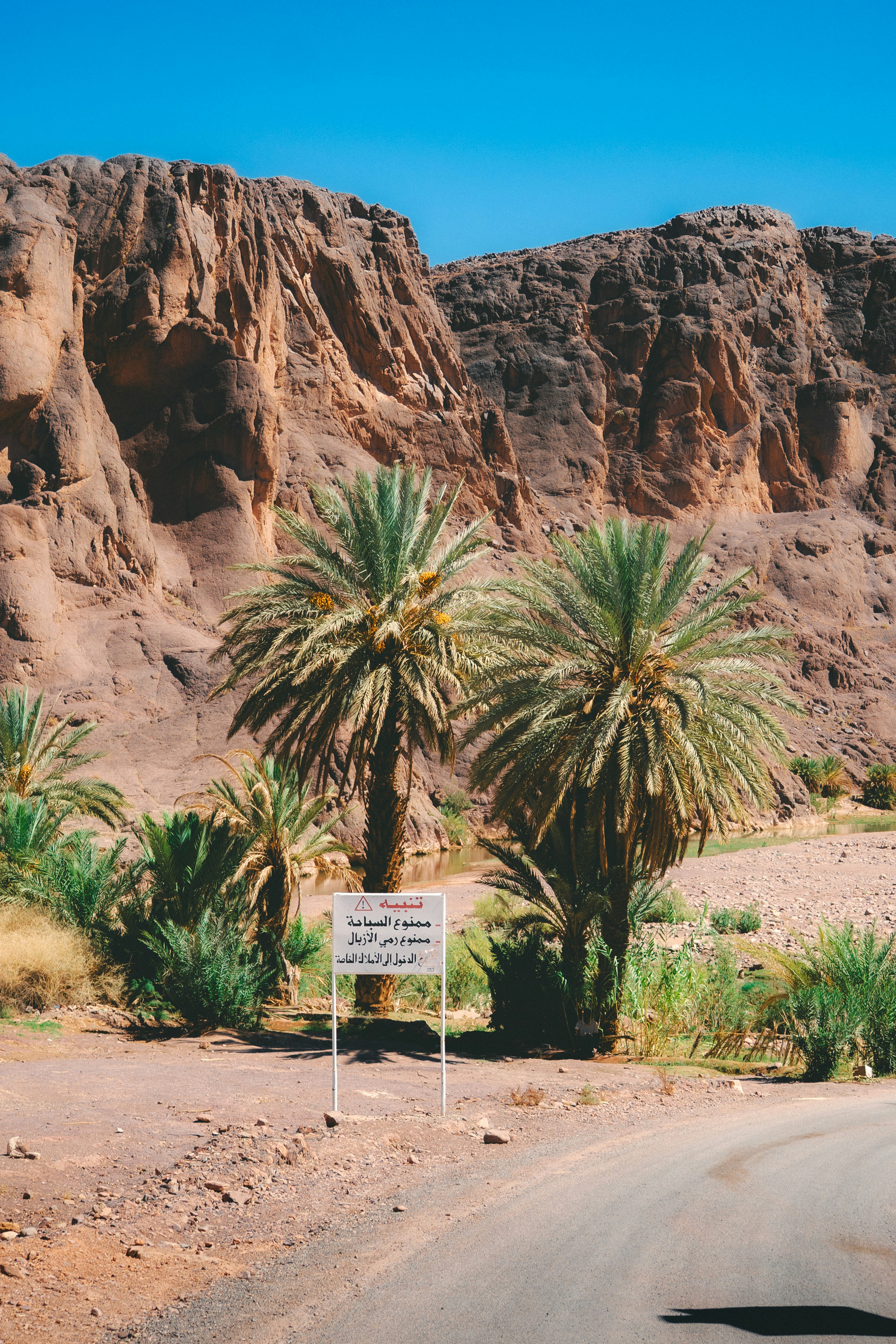 Oasis Sentinel: Nature's Embrace Amidst Rocky Giants