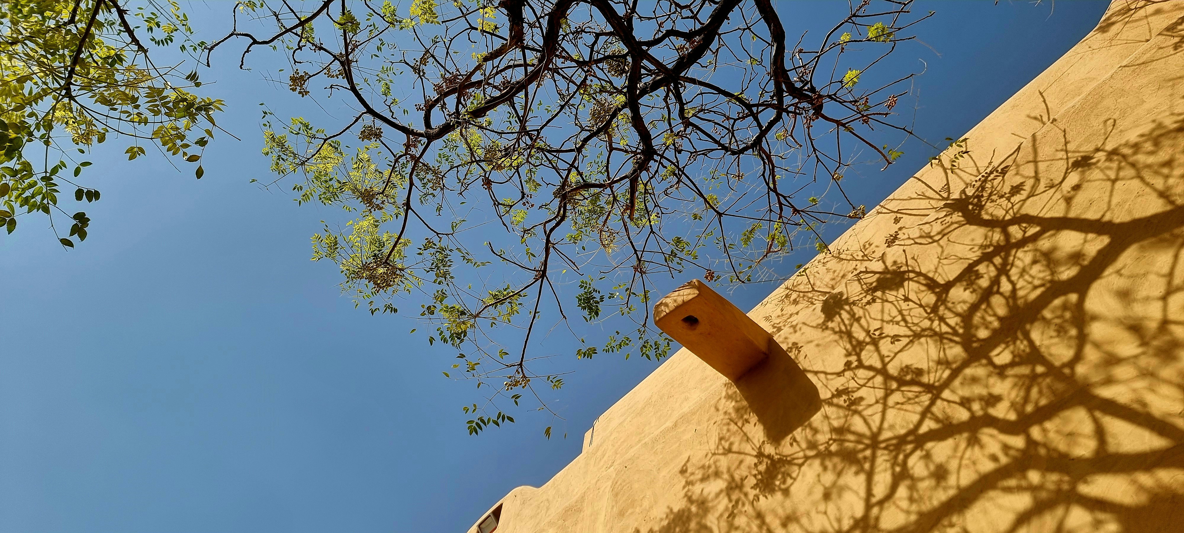 A vibrant interplay of shadows and sunlight, featuring a textured wall and a tree branch casting intricate patterns against a clear blue sky.