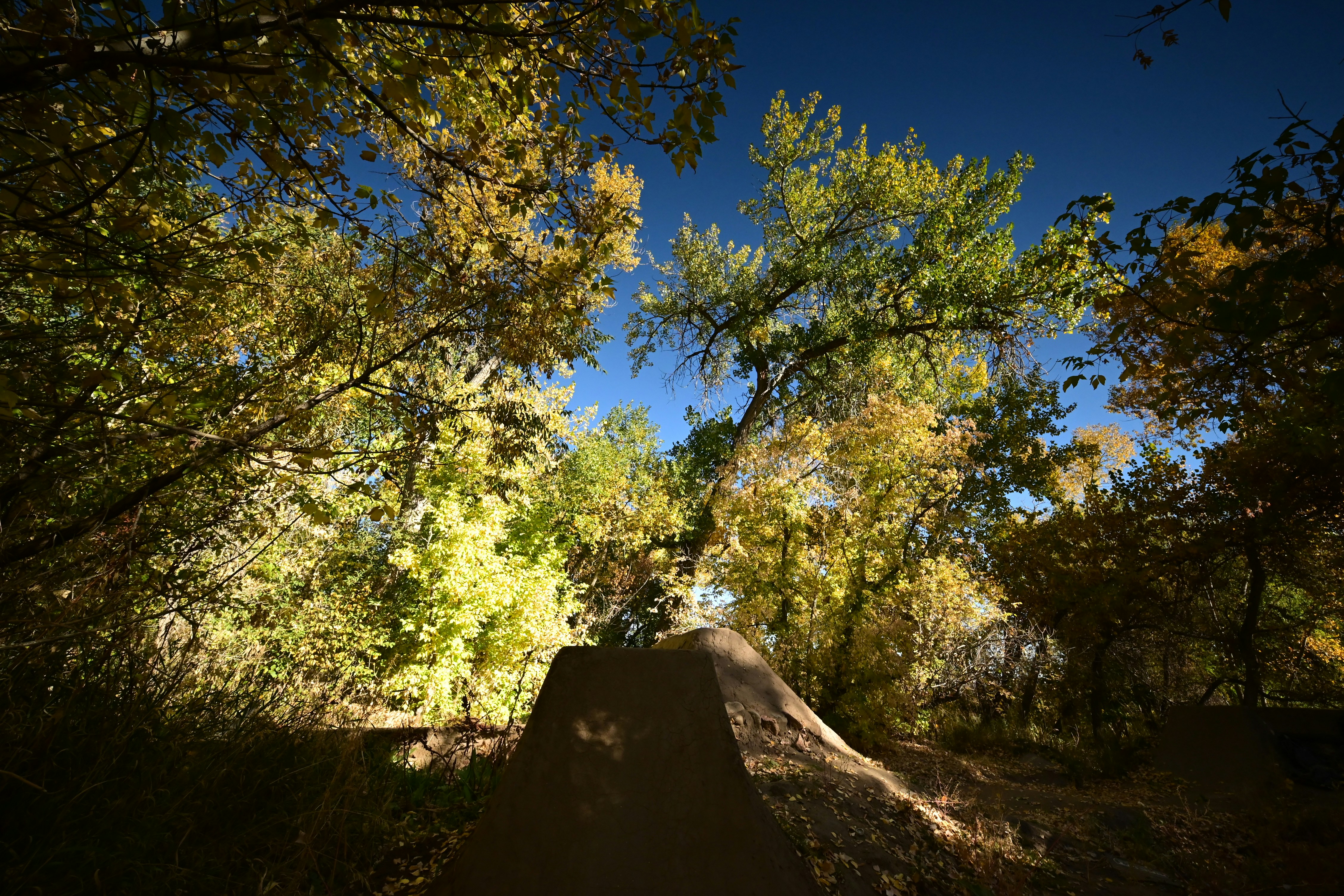 Autumn's Canvas: A Tapestry of Color and Texture