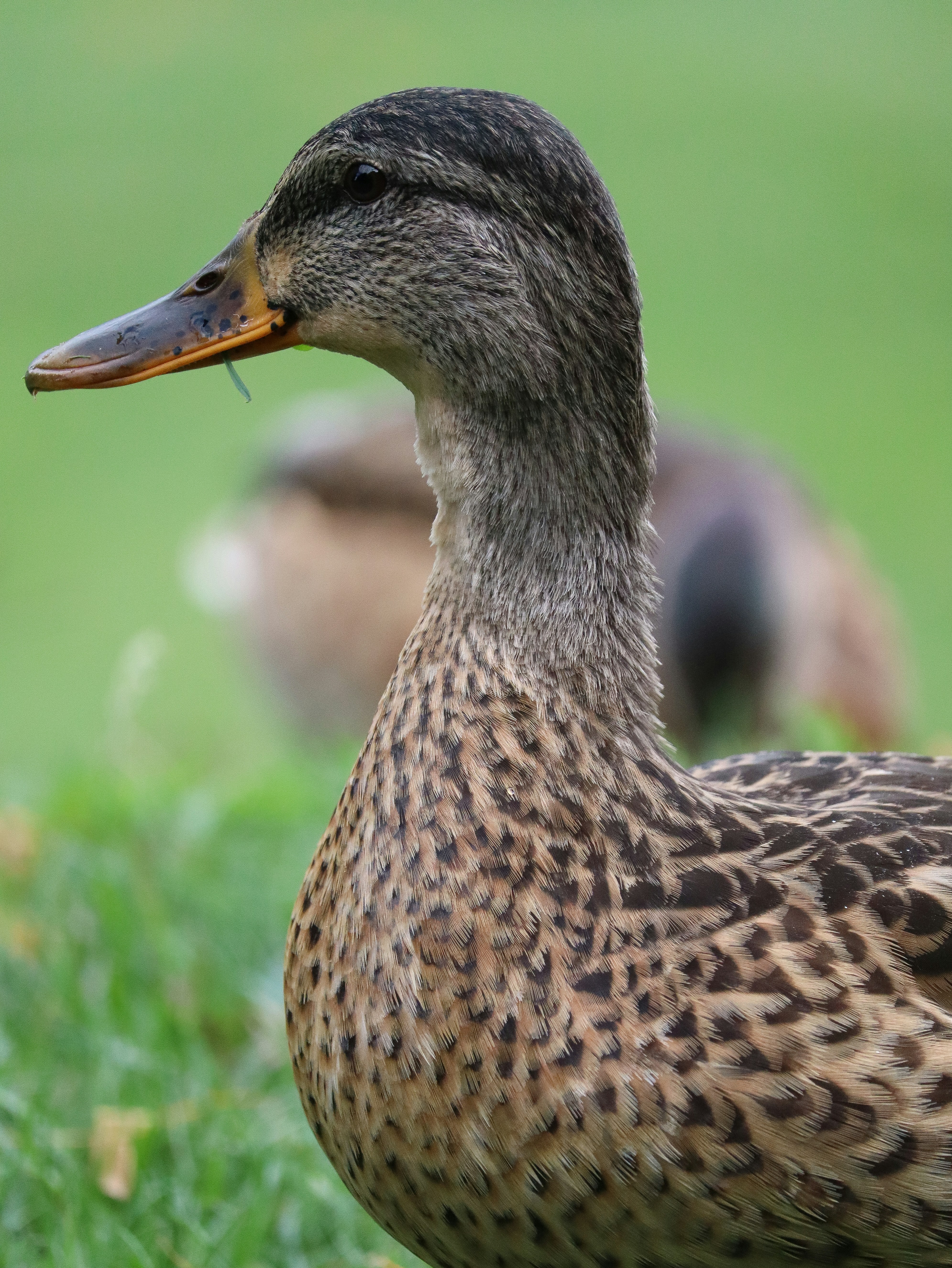 A close-up of a duck with detailed feathers.
