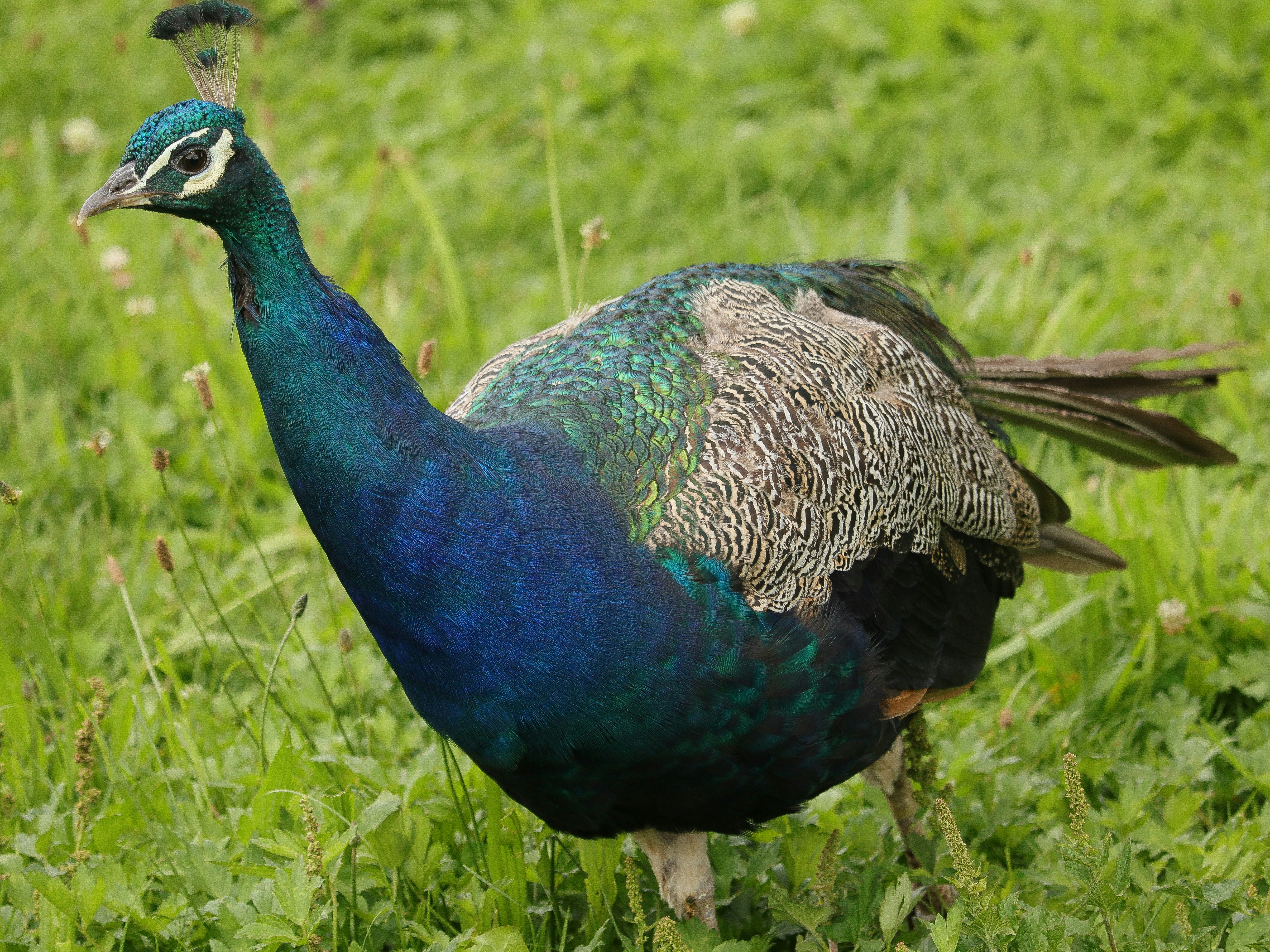 A vibrant peacock showcasing its iridescent plumage while foraging on lush green grass.