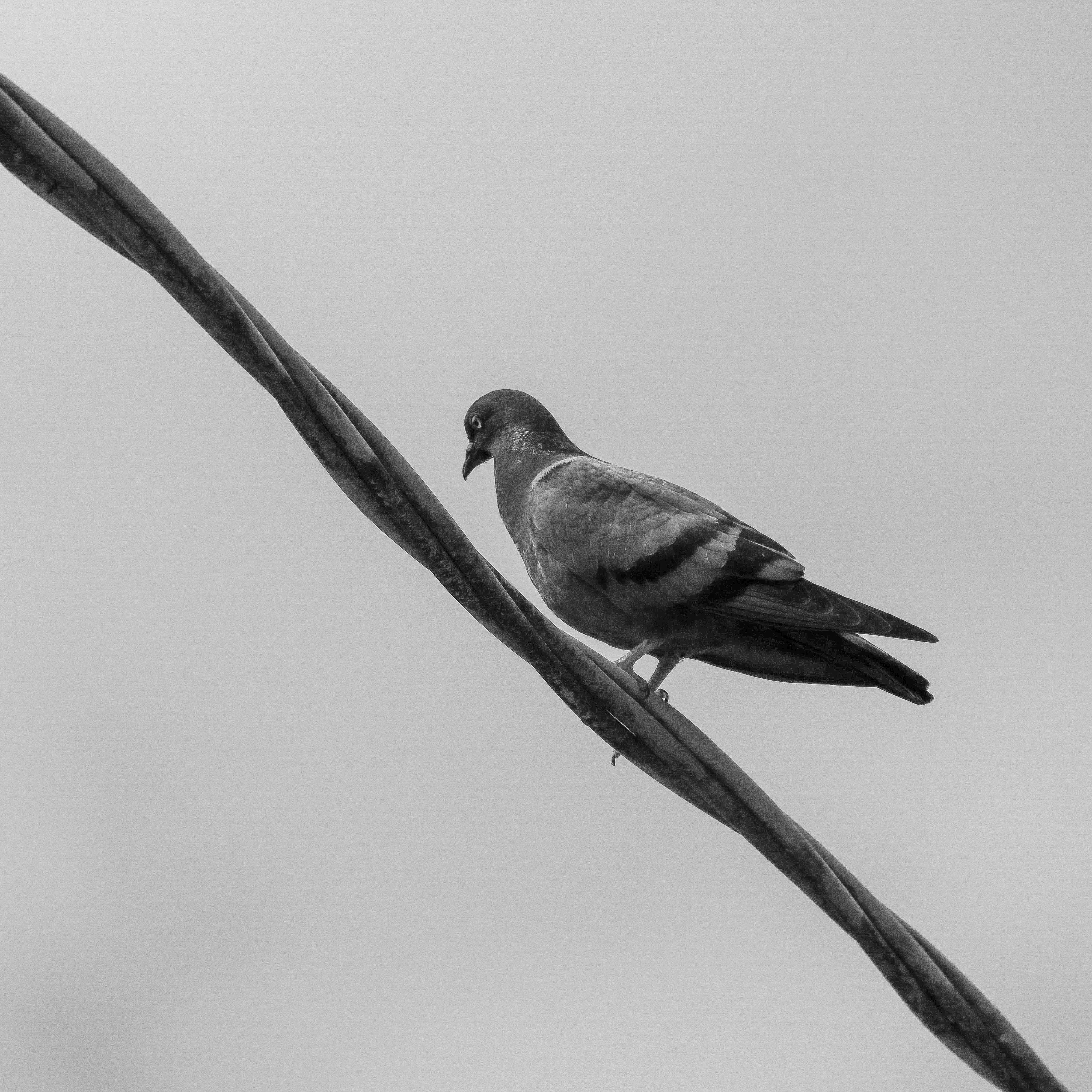 A pigeon perched on a wire against a cloudy sky