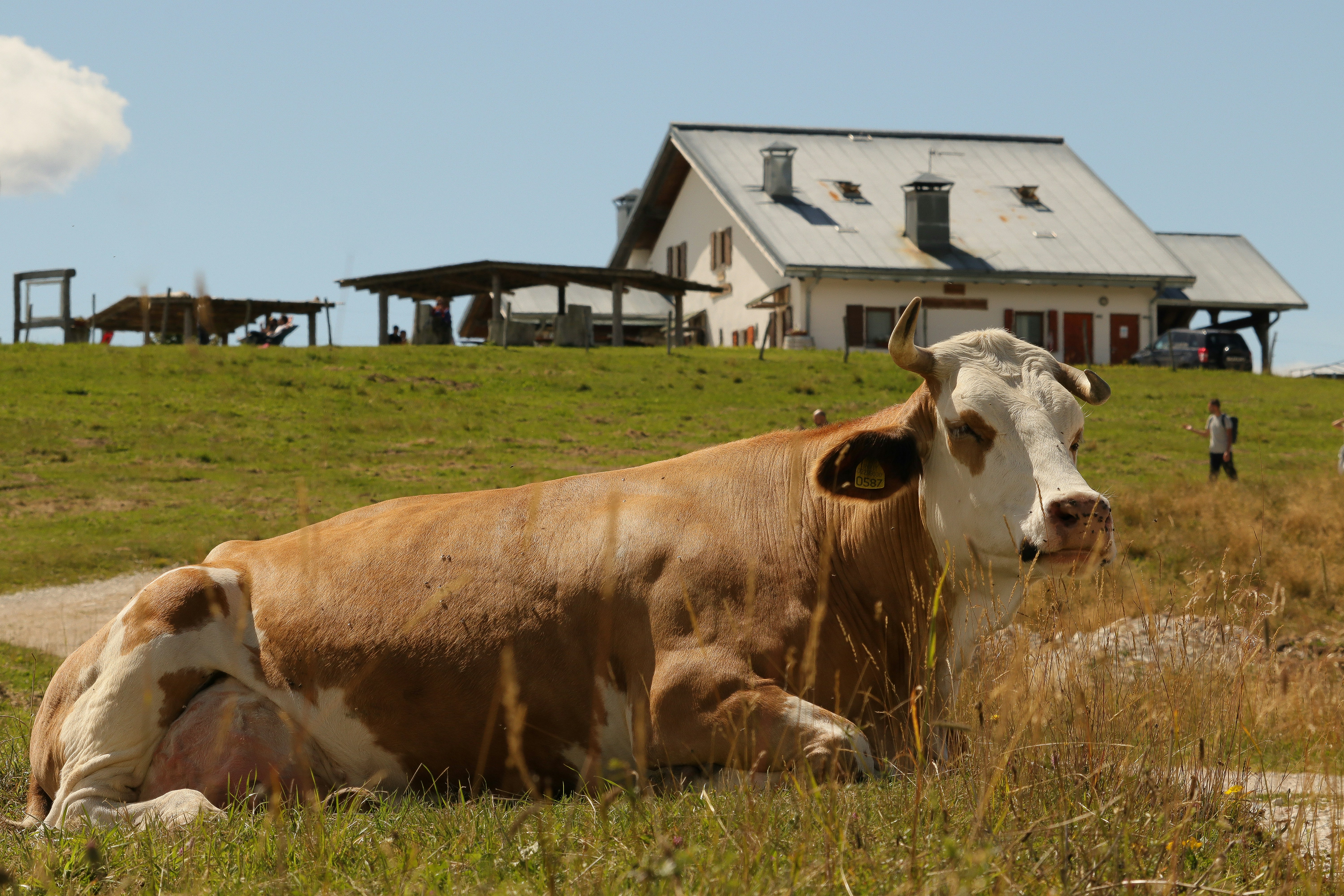 A cow rests in a grassy field near a building.