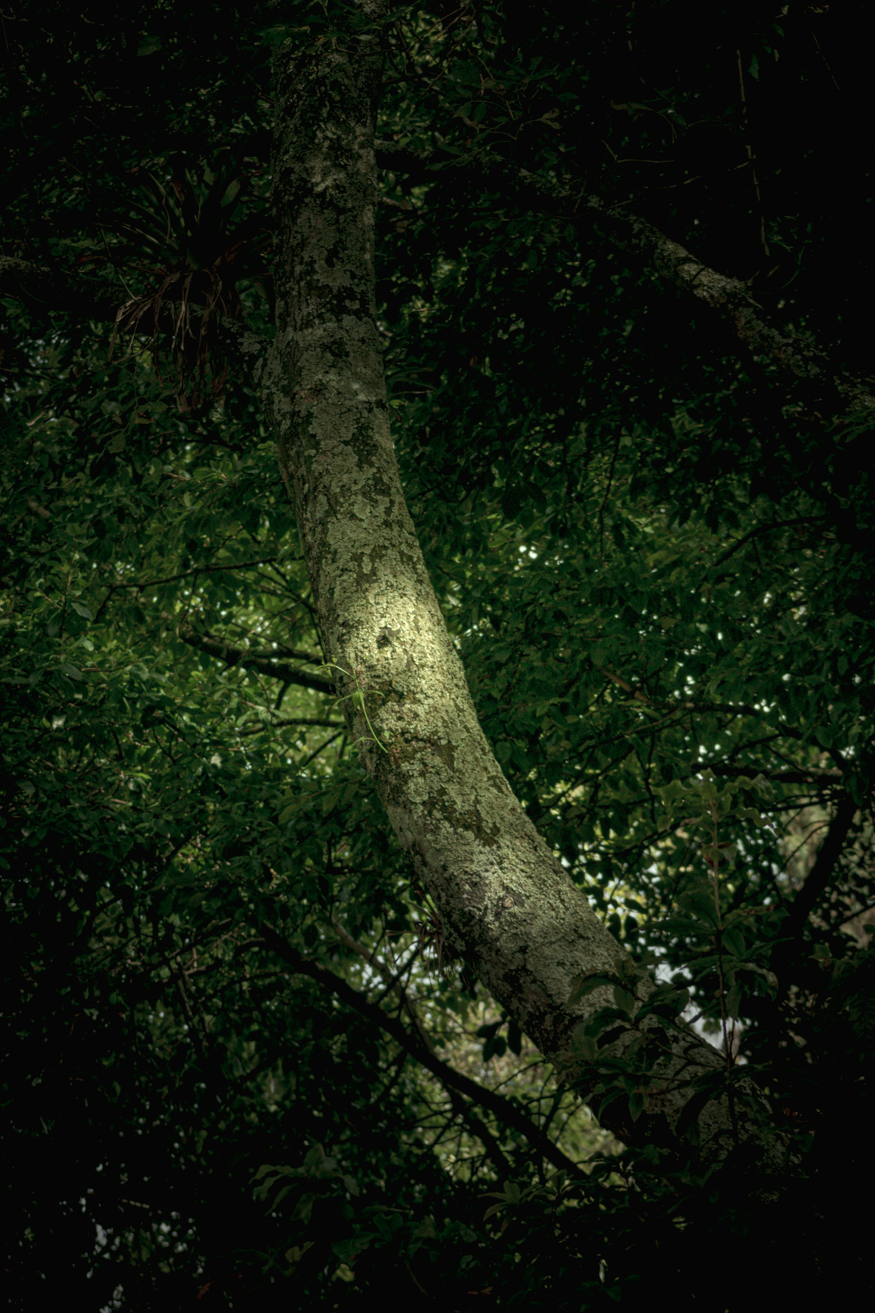 A textured tree trunk with green foliage